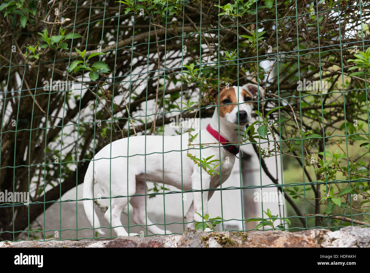 Jack Russel guard dog behind fence Stock Photo - Alamy