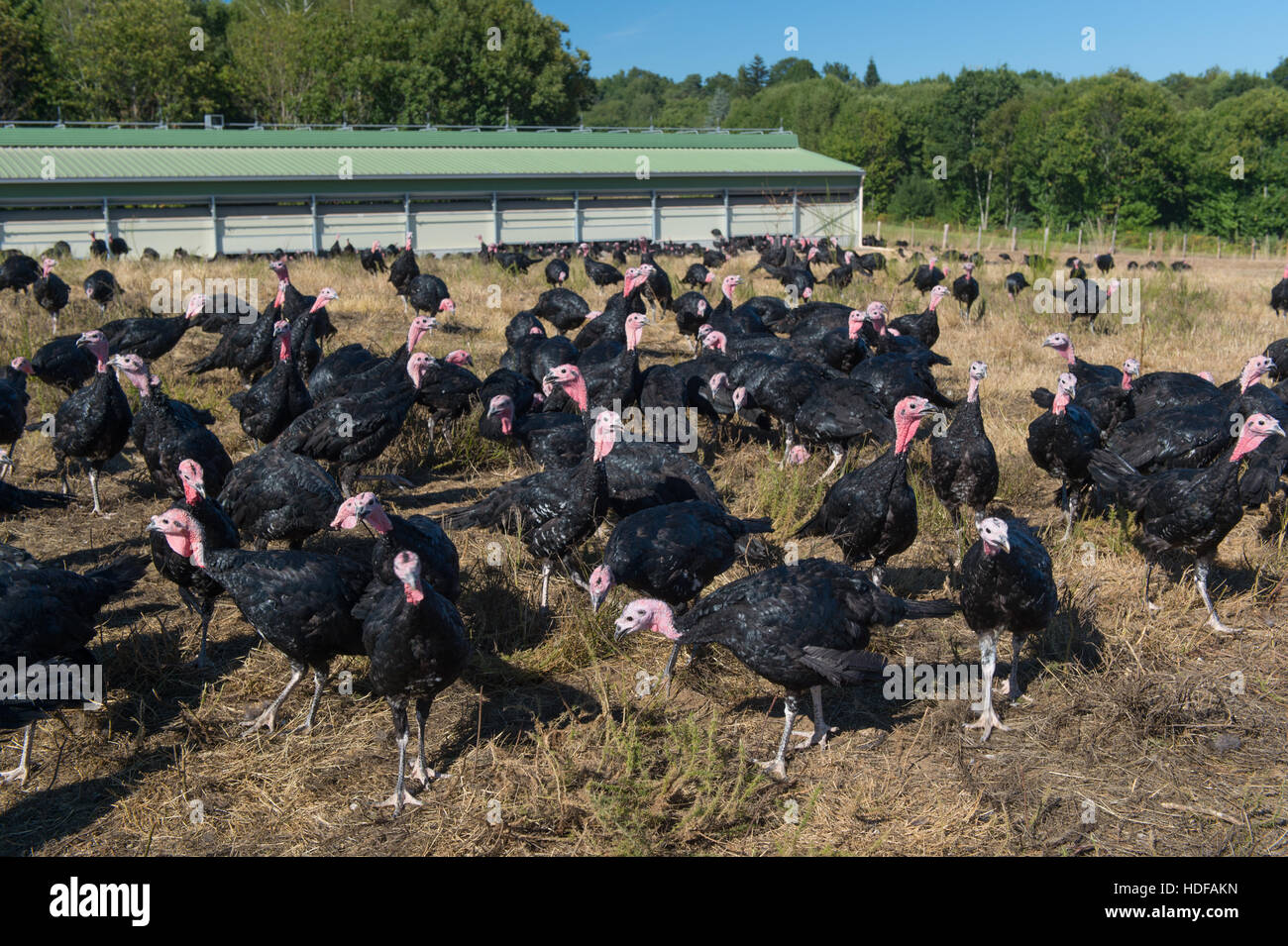 Many turkeys outdoor at the farm Stock Photo - Alamy