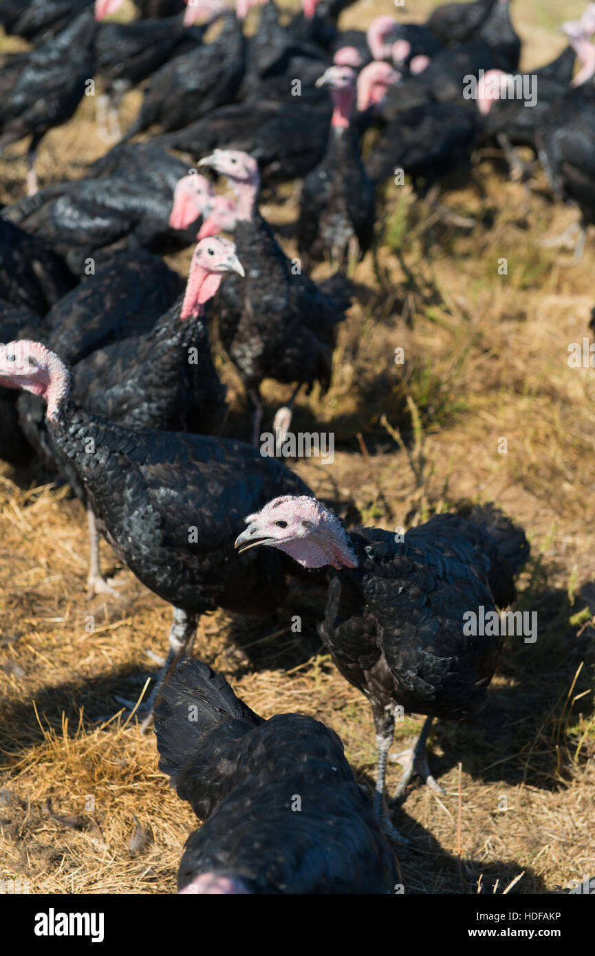 Many turkeys outdoor at the farm Stock Photo - Alamy