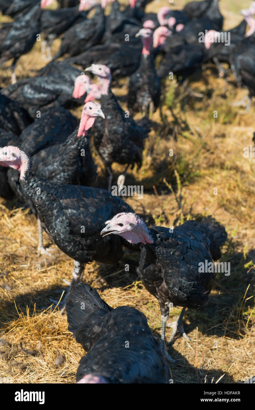 Many turkeys outdoor at the farm Stock Photo - Alamy