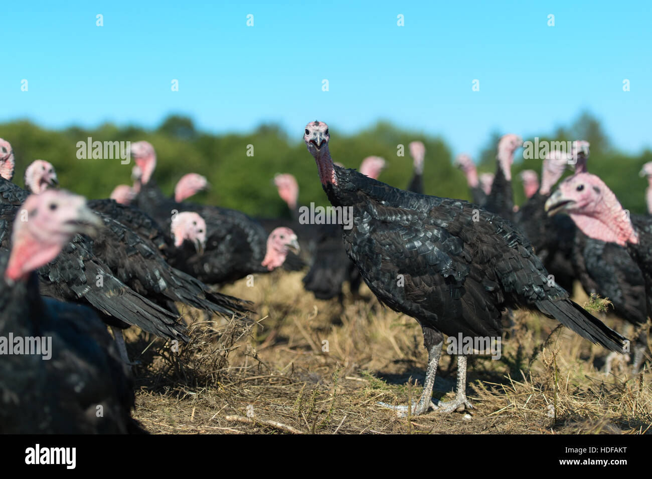 Many turkeys outdoor at the farm Stock Photo - Alamy