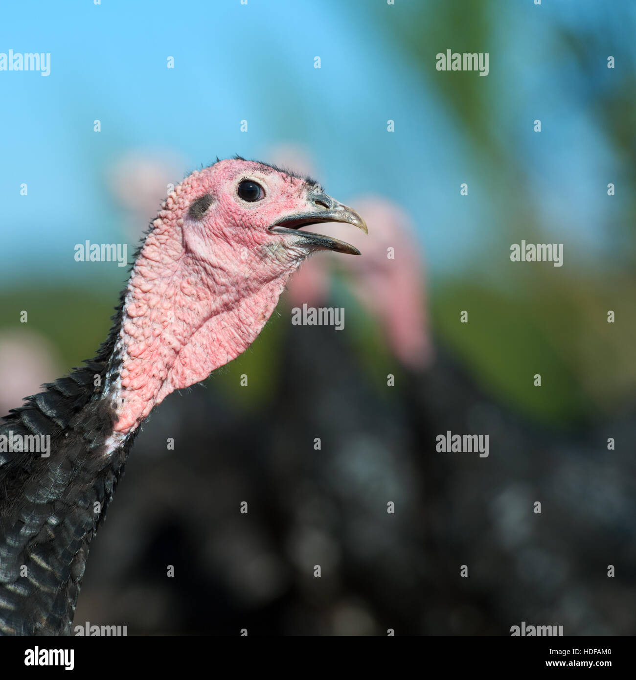 Many turkeys outdoor at the farm Stock Photo - Alamy