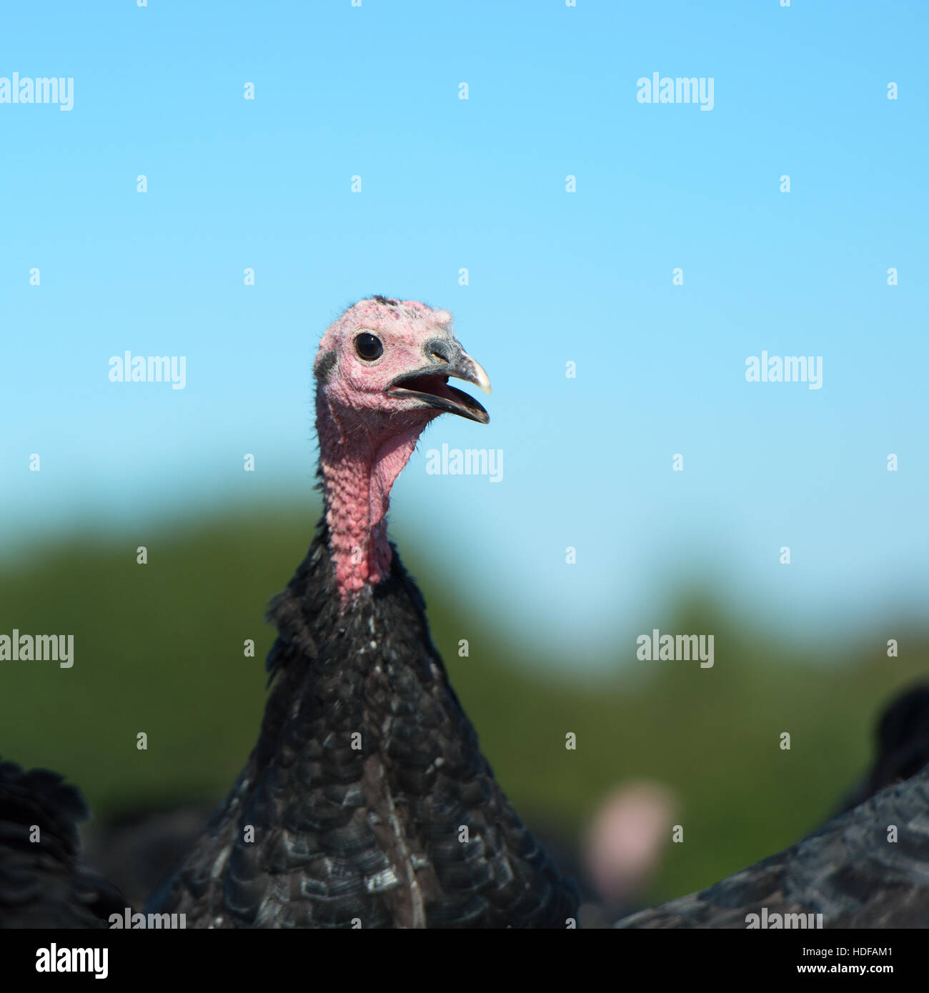 Many turkeys outdoor at the farm Stock Photo - Alamy