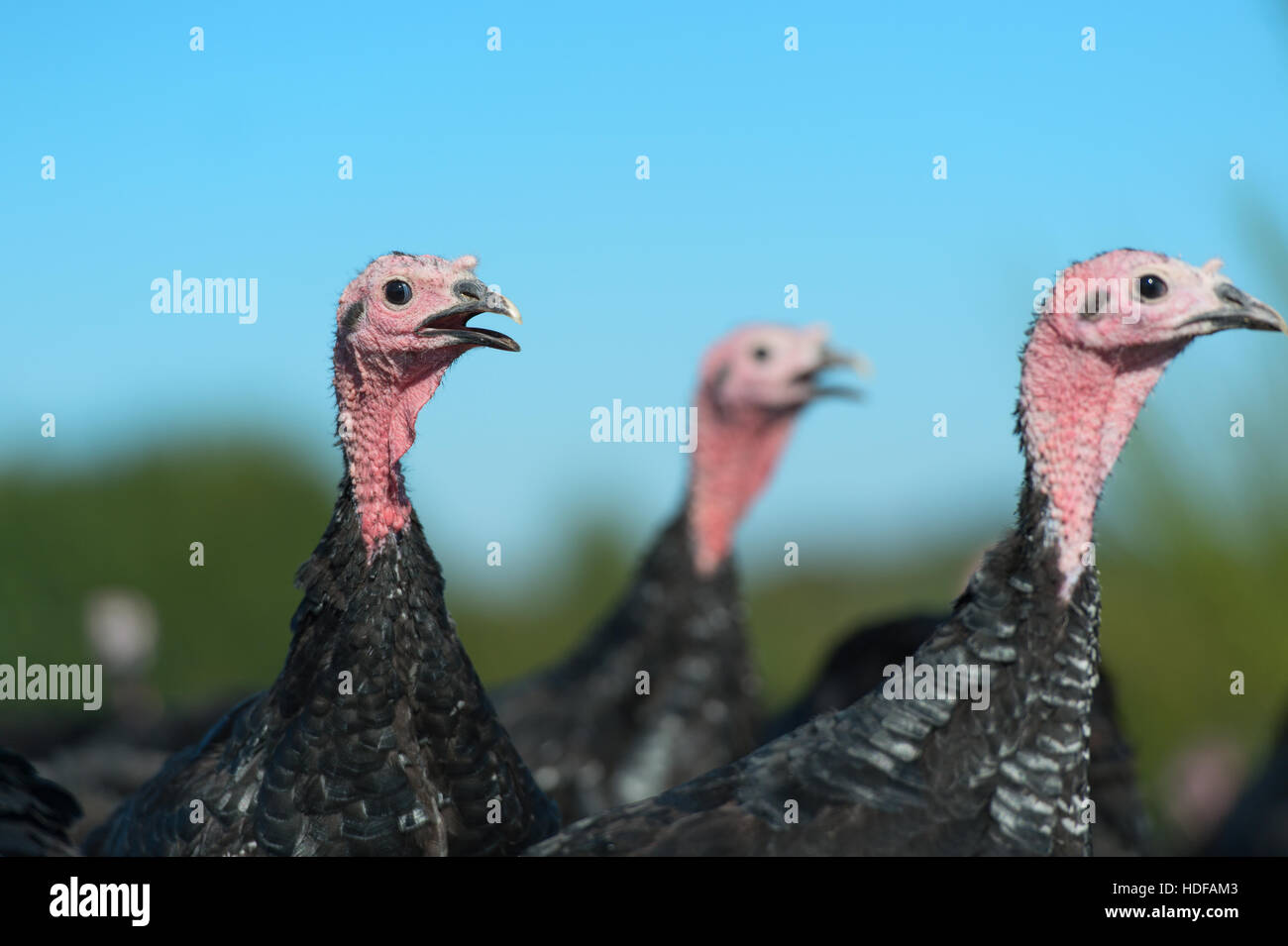 Many turkeys outdoor at the farm Stock Photo - Alamy