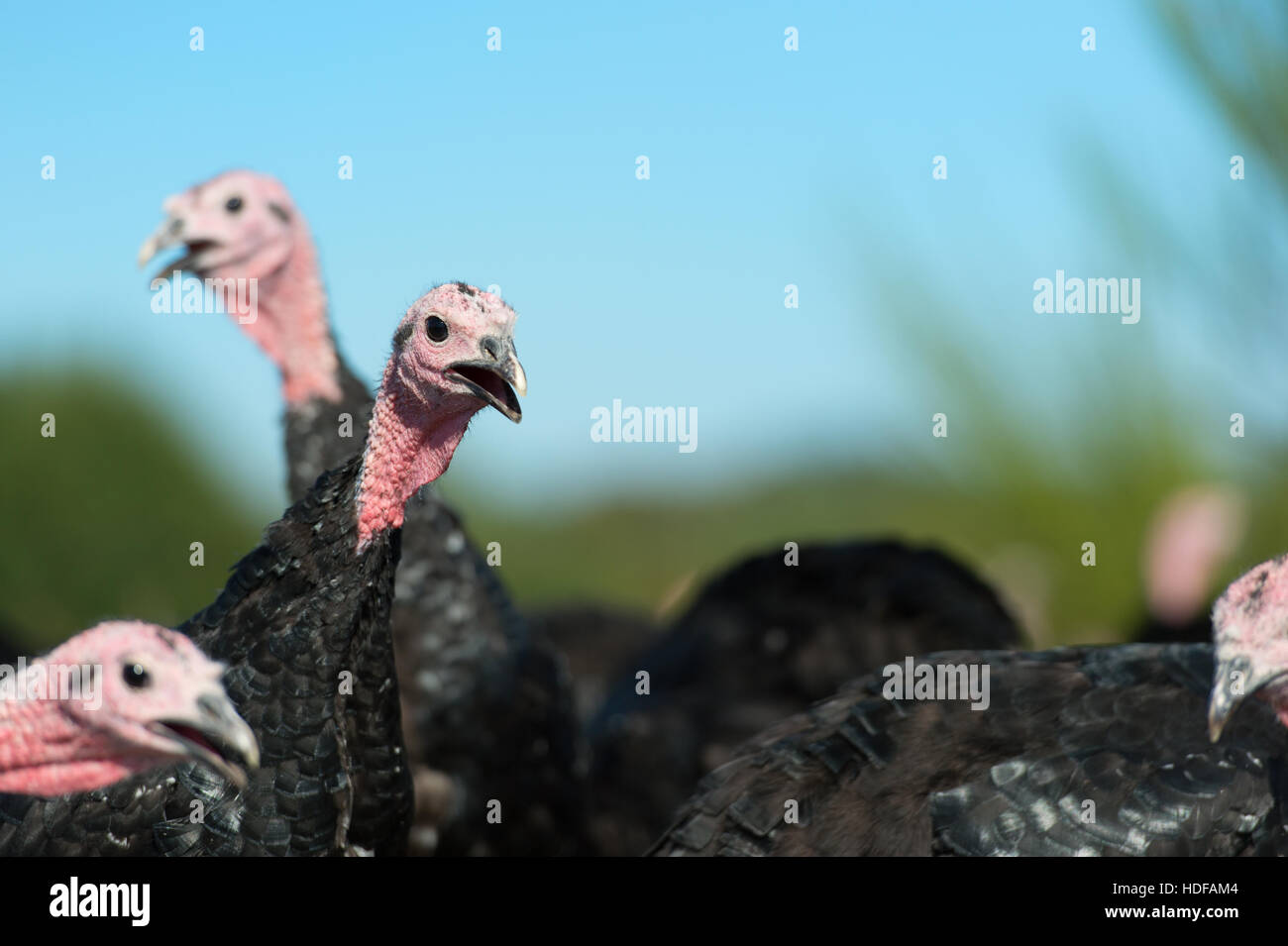 Many turkeys outdoor at the farm Stock Photo - Alamy