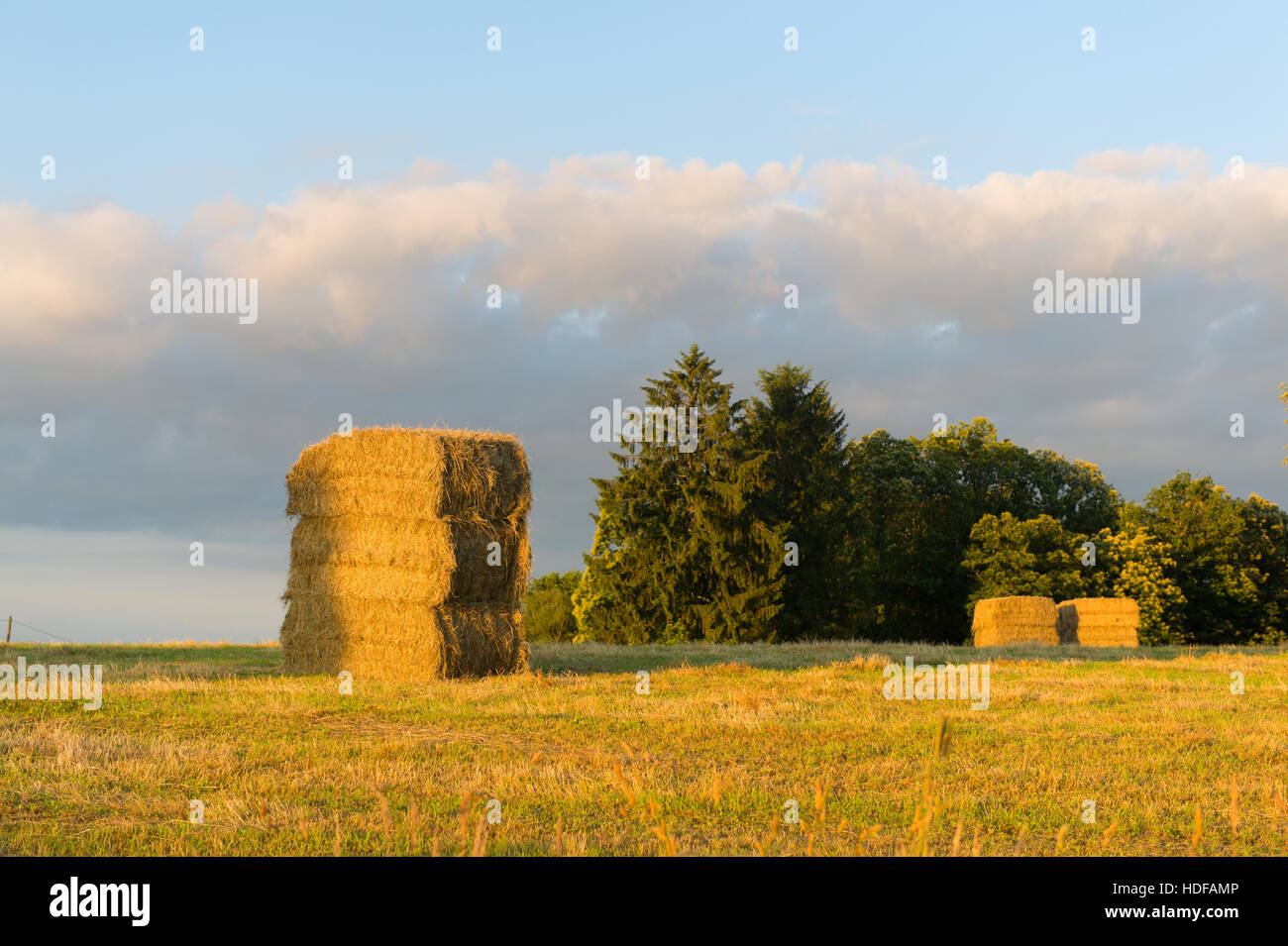 Golden hay packs drying in the agriculture landscape in French Limousin ...