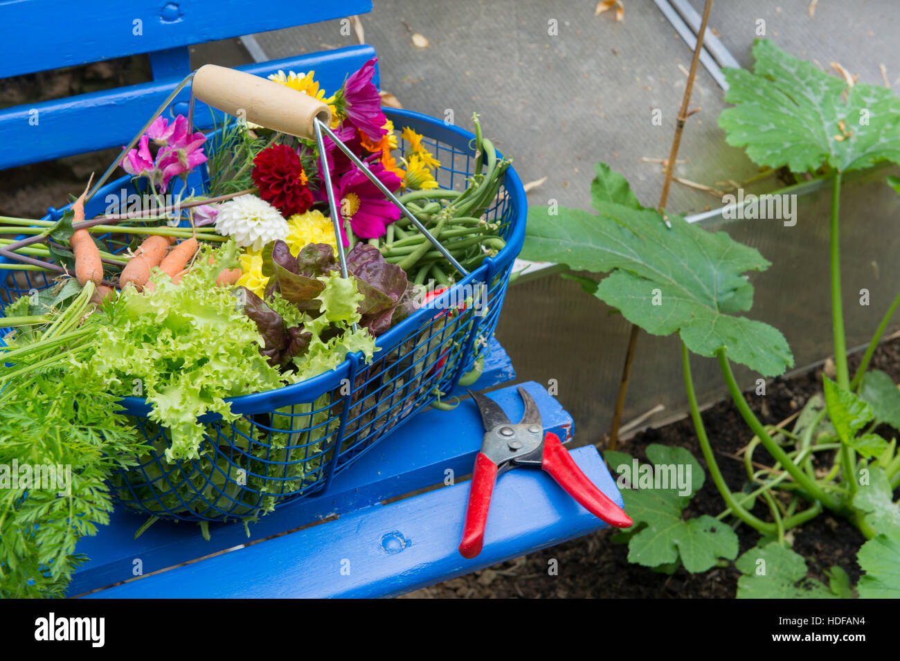 Blue harvest basket full with vegetals and flowers from the vegetal ...