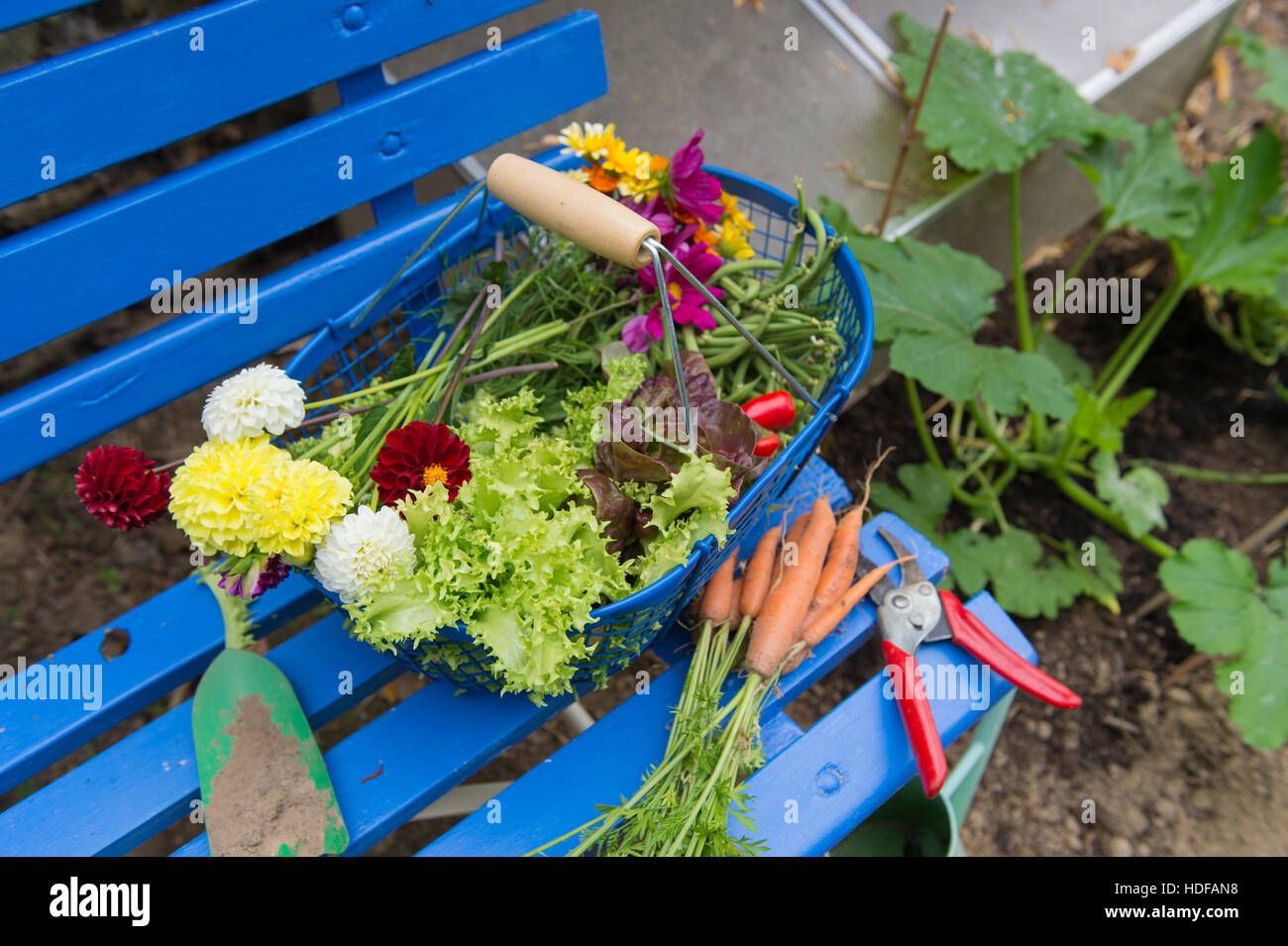 Blue harvest basket full with vegetals and flowers from the vegetal ...