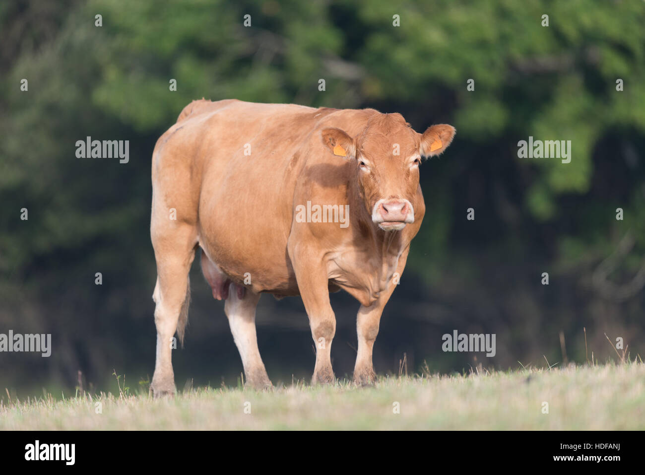 Limousine breed hi-res stock photography and images - Alamy