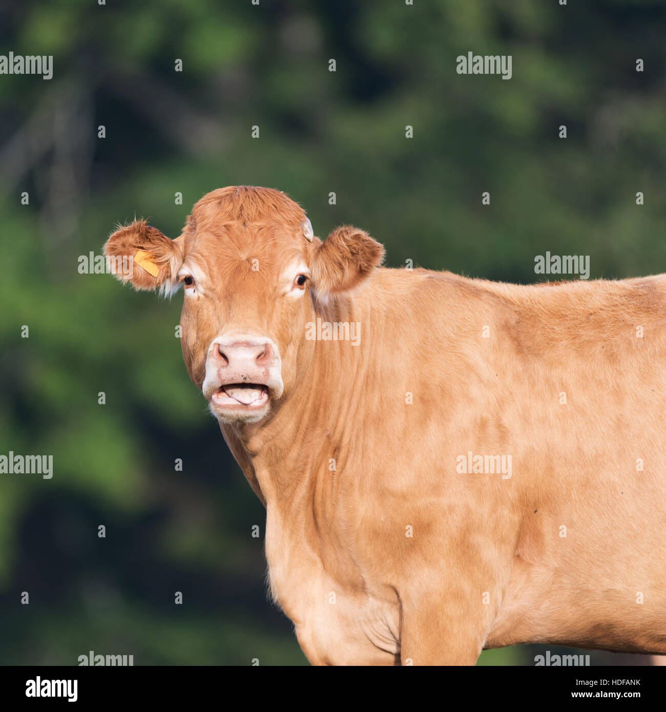 Limousine cow in fields in France Stock Photo - Alamy