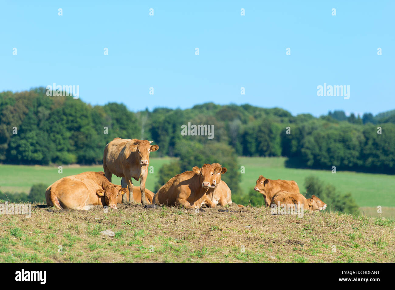French Limousine cows in landscape Stock Photo - Alamy