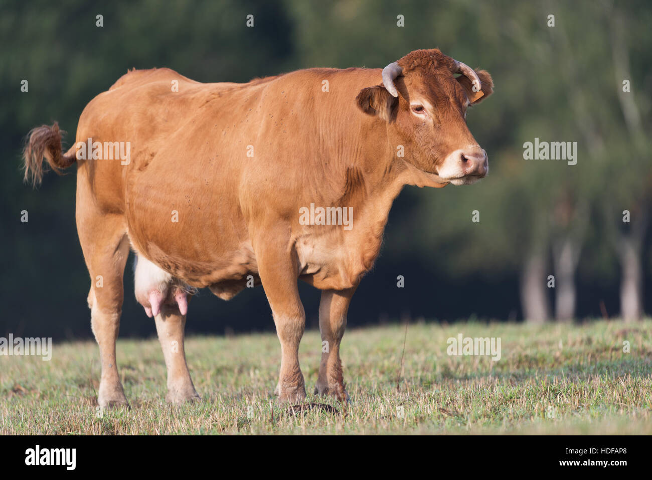 Limousine cow in fields in France Stock Photo - Alamy