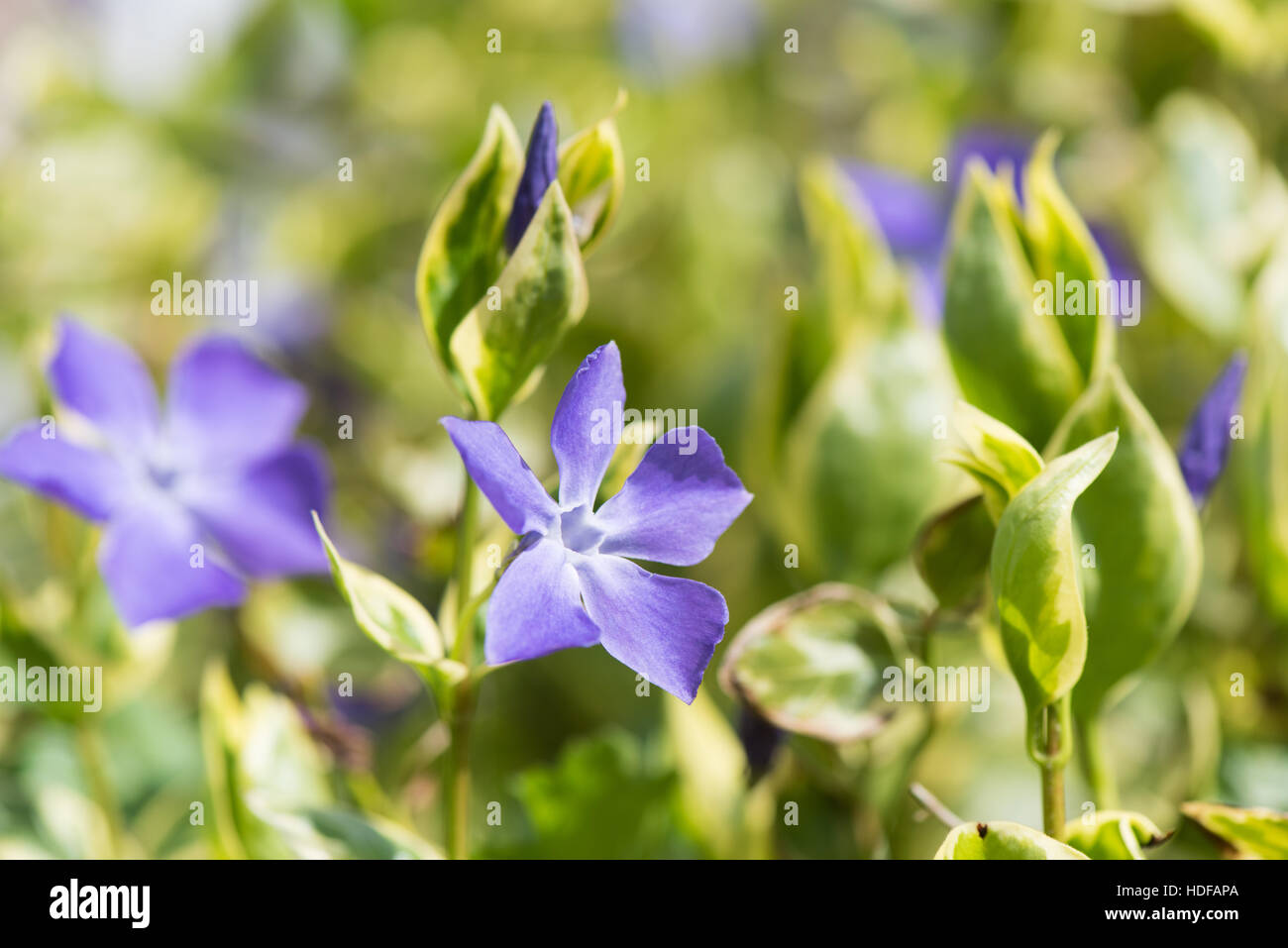 Blue Vinca flower or periwinkle plant Stock Photo - Alamy