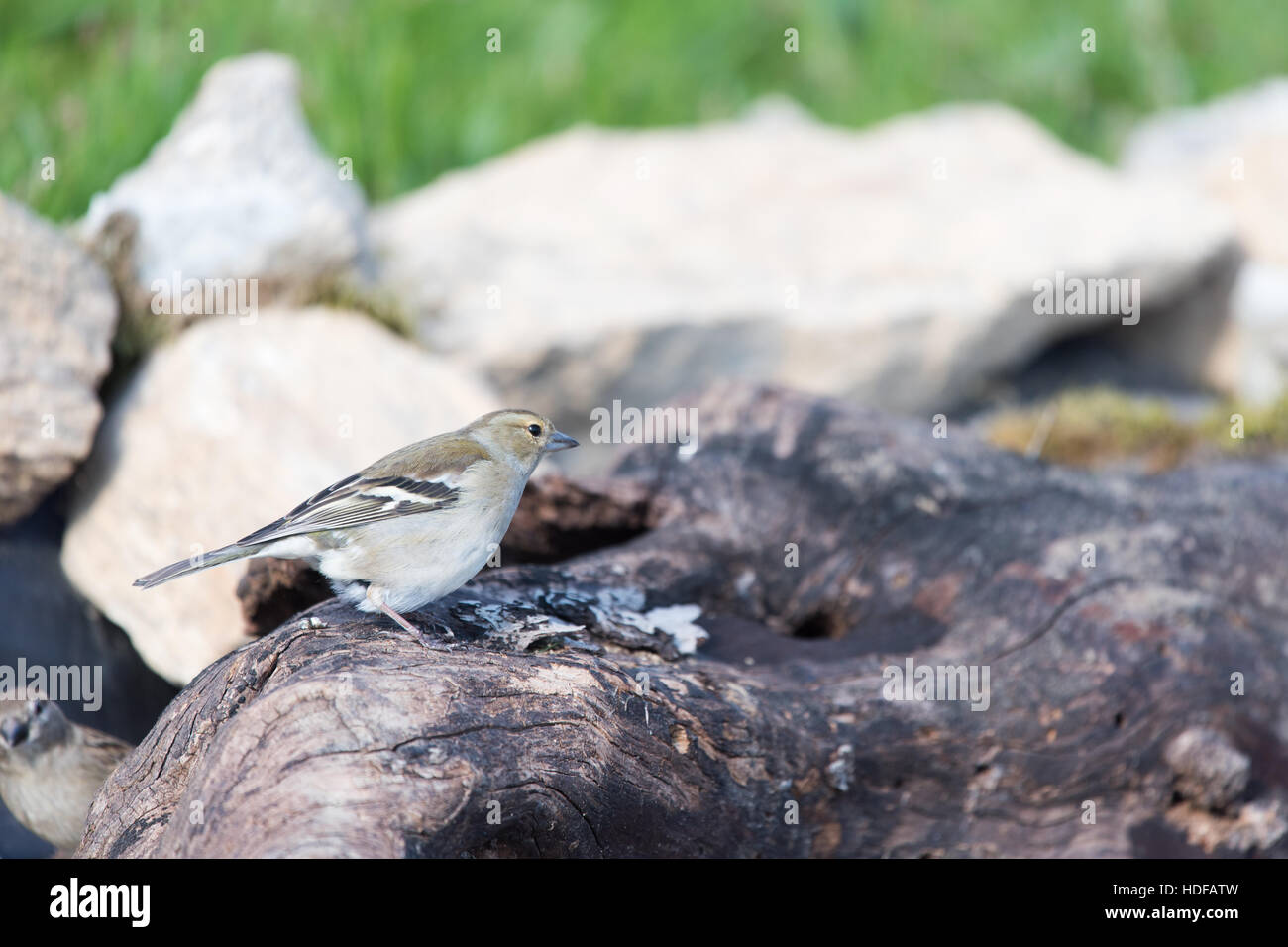 Female Common chaffinch on tree trunk Stock Photo - Alamy