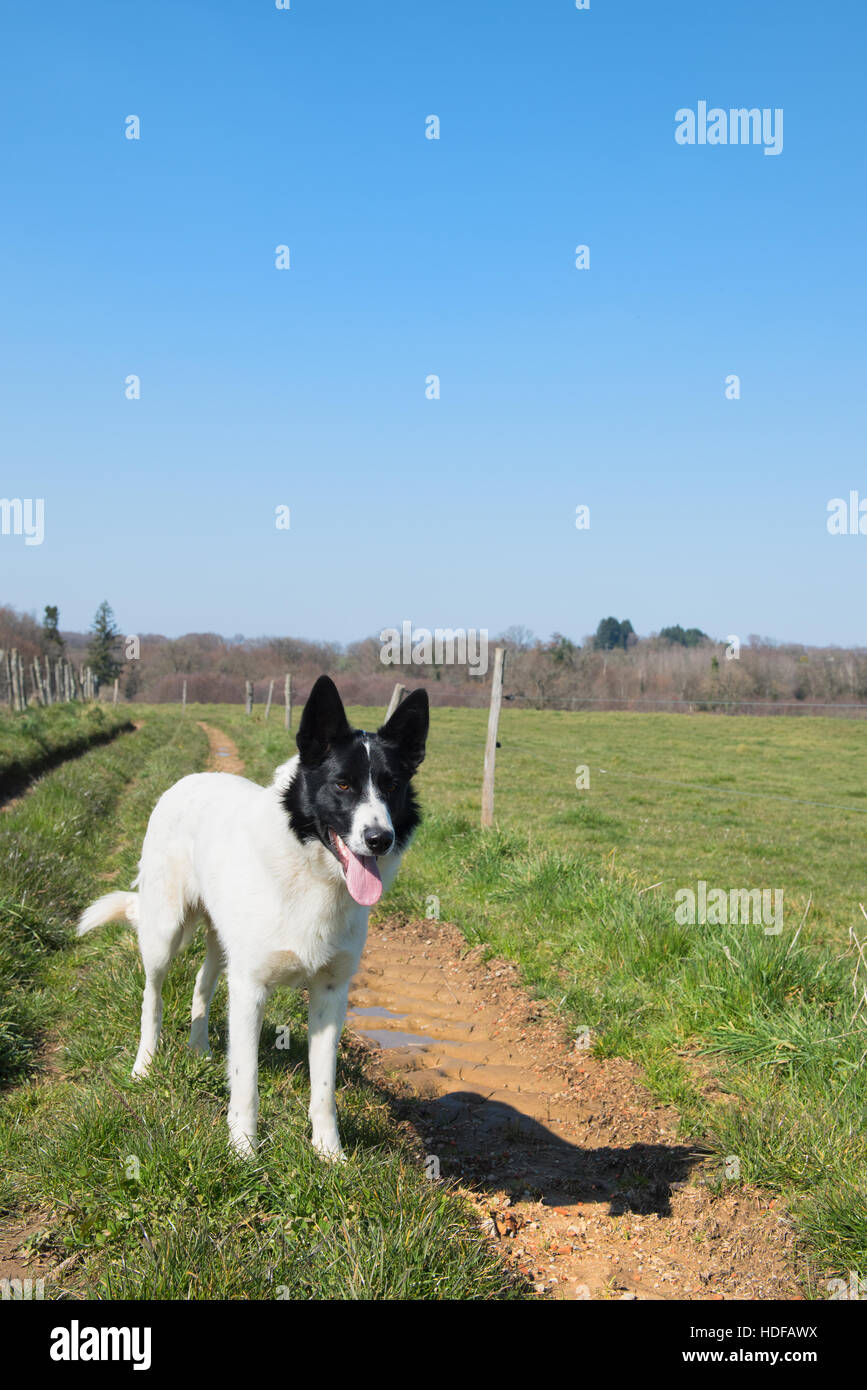 White dog standing in nature landscape Stock Photo - Alamy