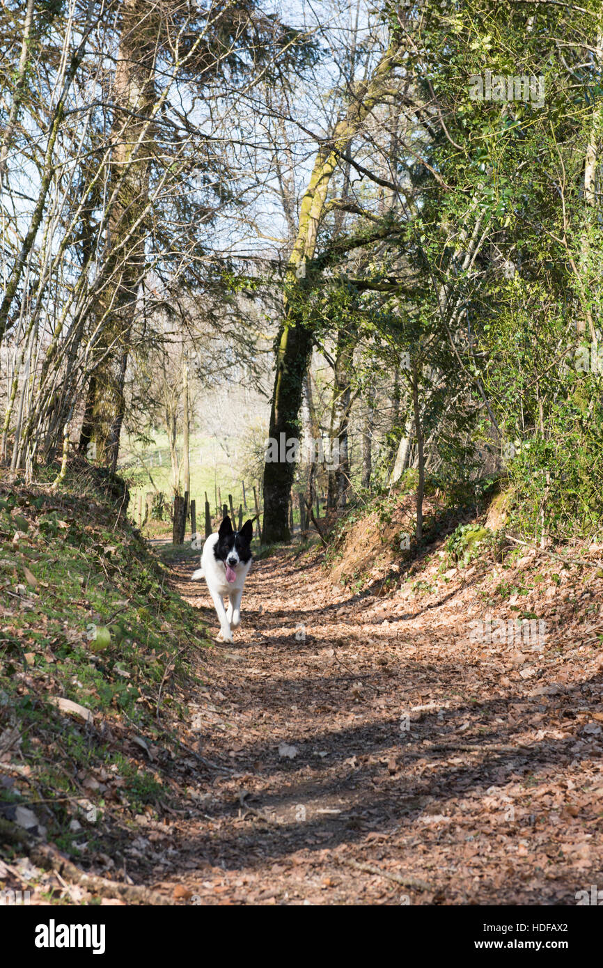 White dog walking in forest Stock Photo - Alamy