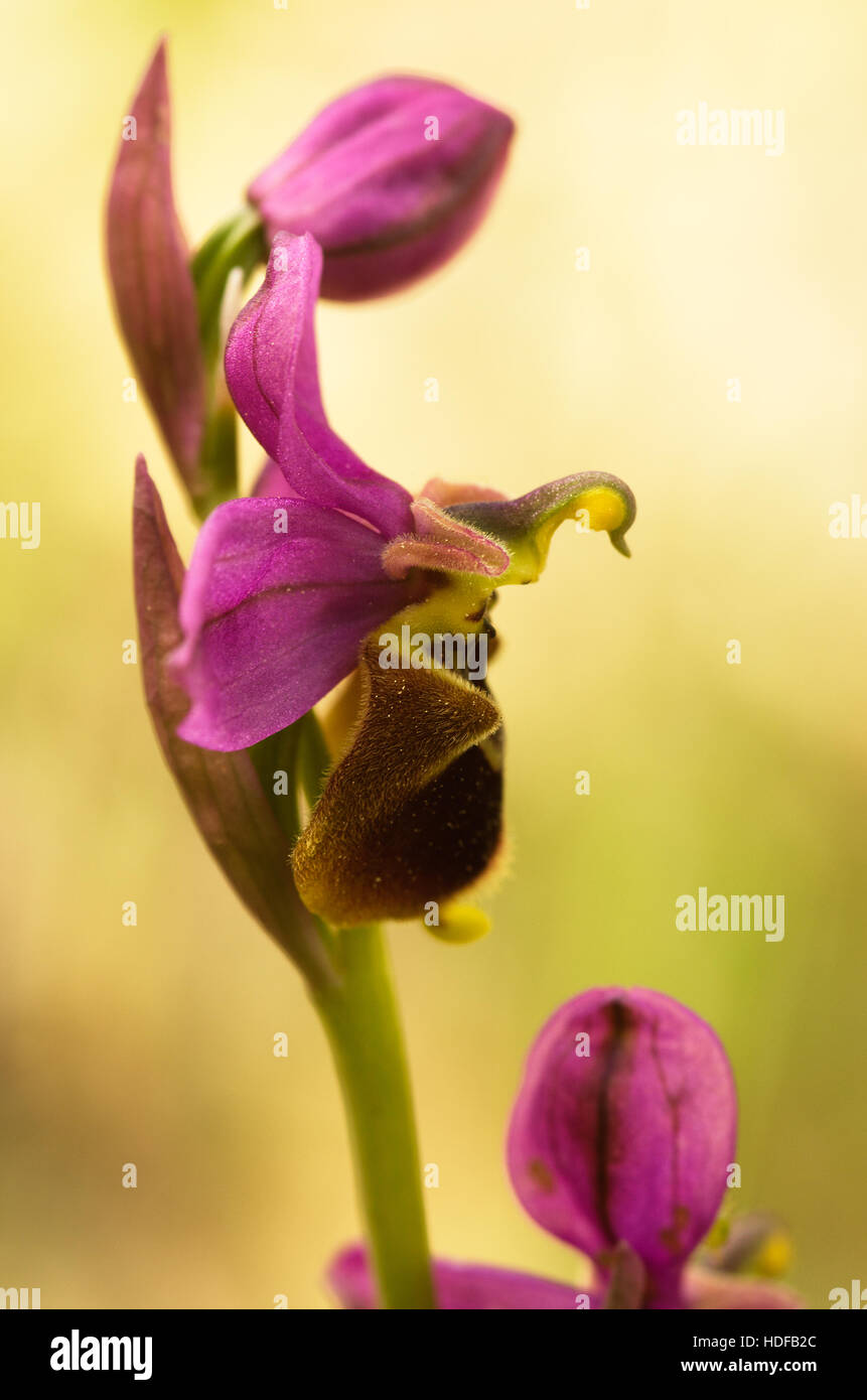 Oprhys apifera hi-res stock photography and images - Alamy