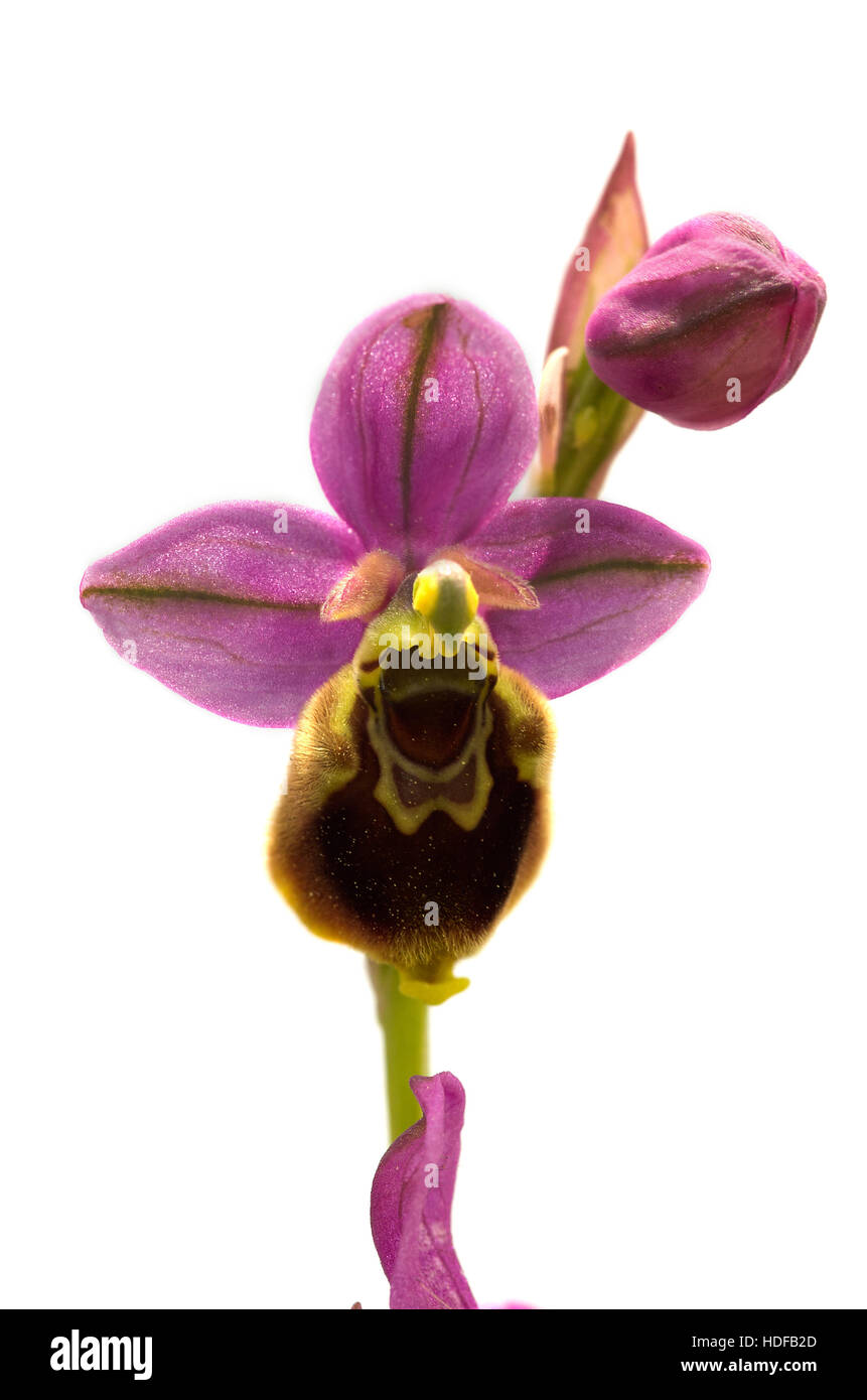 Wild Orchid hybrid Oprhys x Turiana flower over white Stock Photo - Alamy
