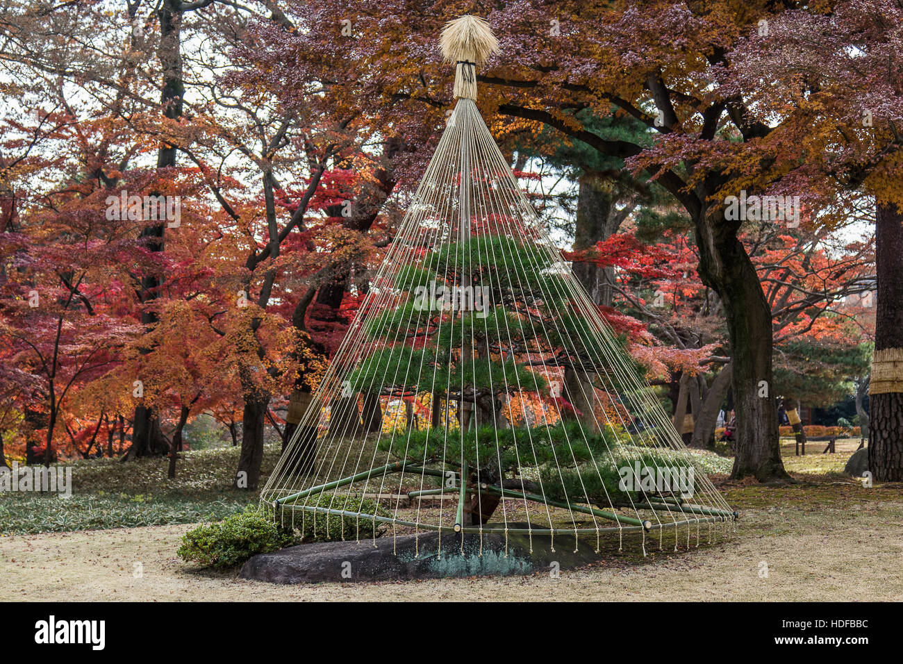 Japanese tree protection hi-res stock photography and images - Alamy