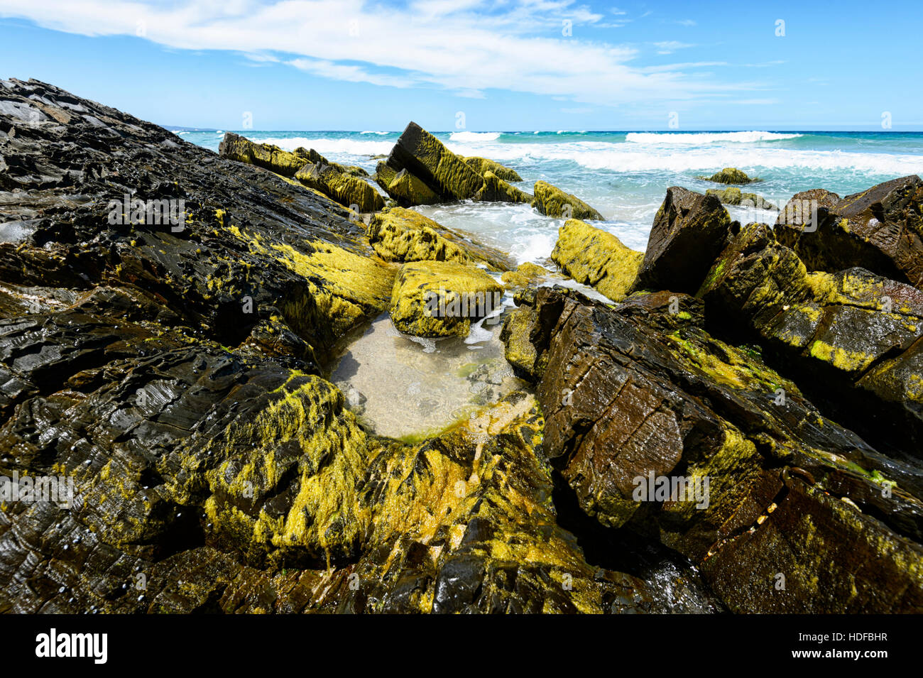 Palaeozoic sedimentary rocks covered in green algae at Quarry Beach ...