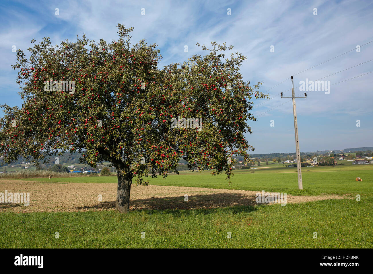 Rural landscape: meadow, cows and apple trees Stock Photo - Alamy