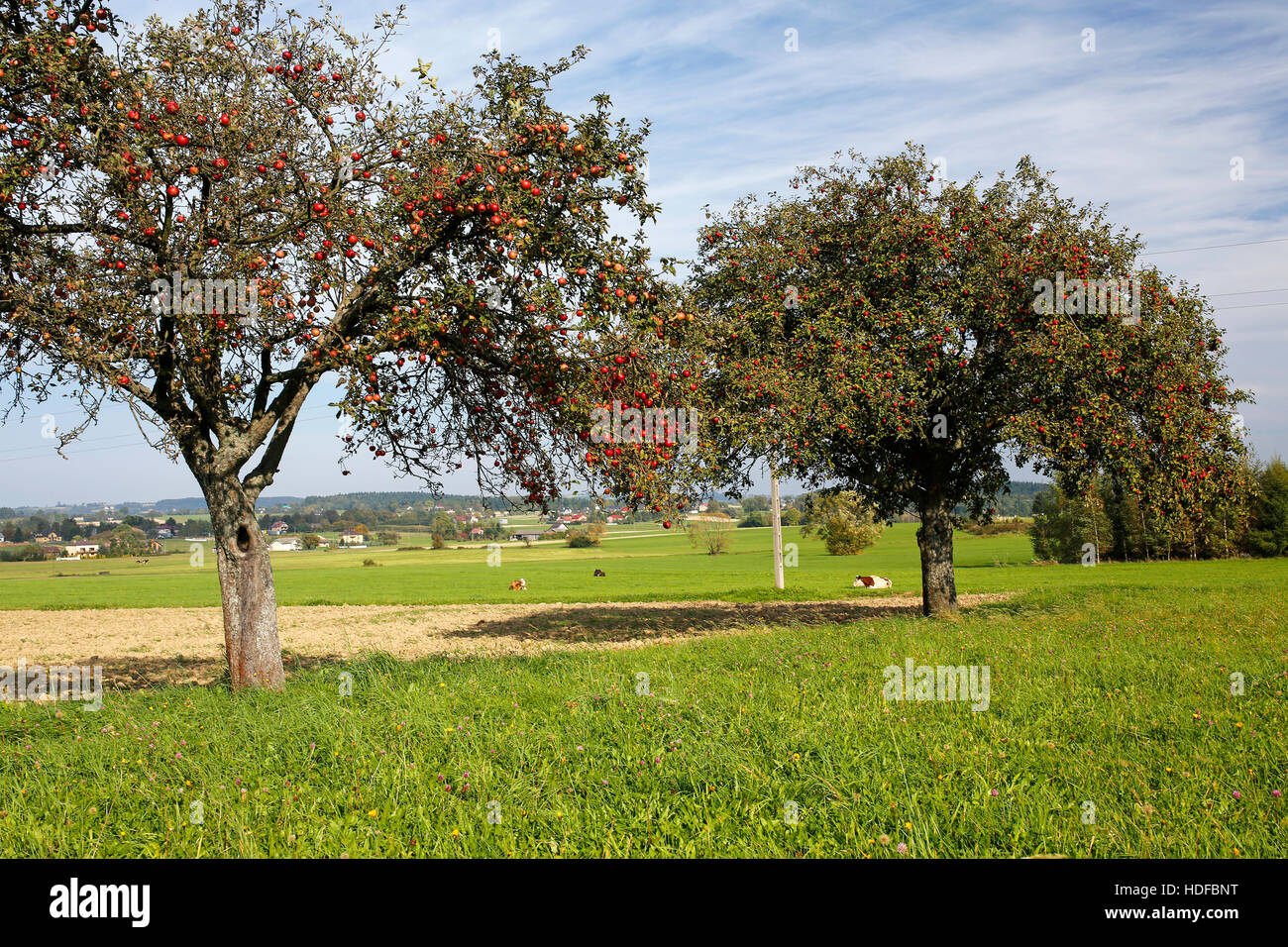 Rural landscape: meadow, cows and apple trees Stock Photo - Alamy