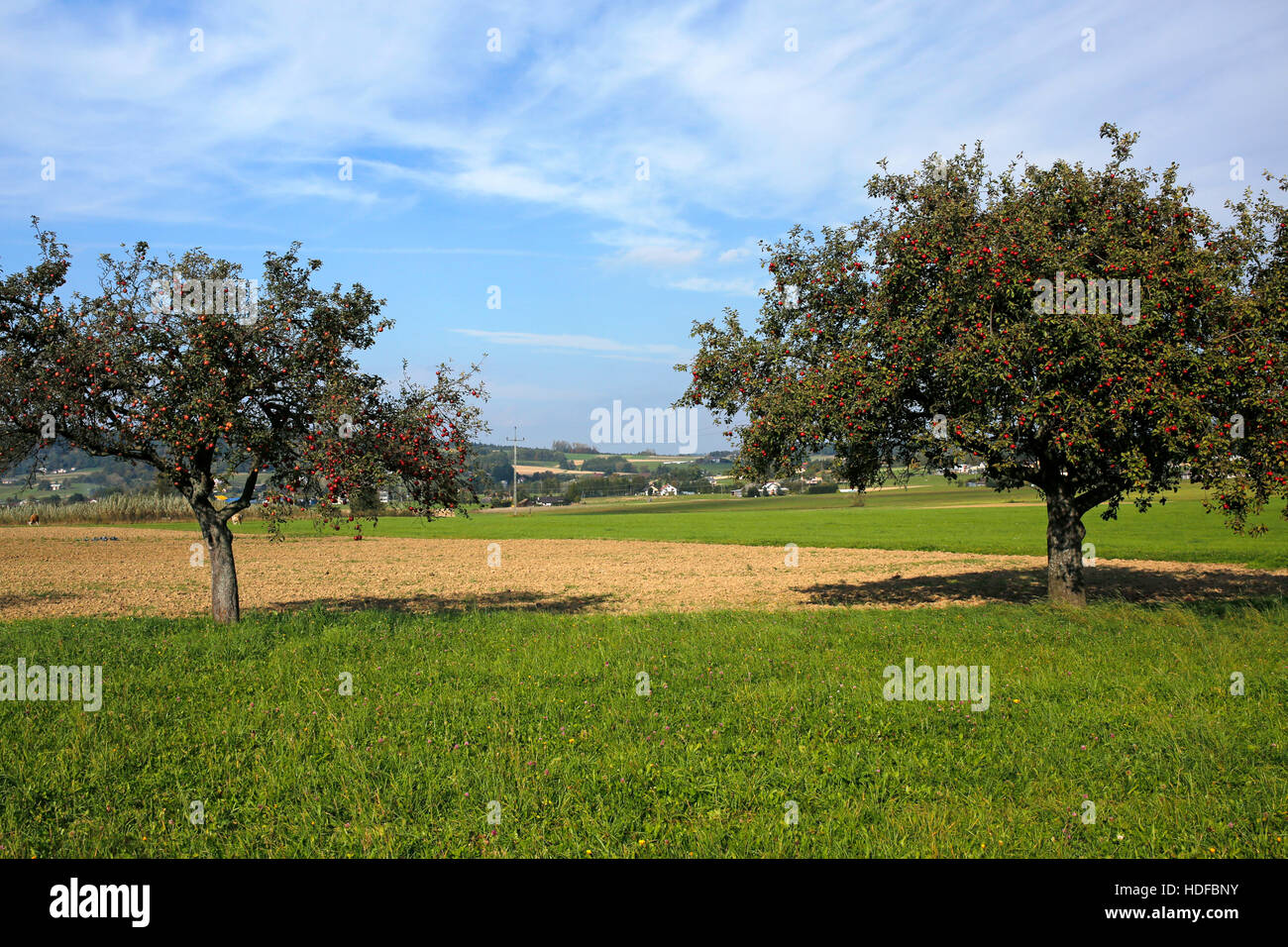 Rural landscape: meadow, cows and apple trees Stock Photo - Alamy