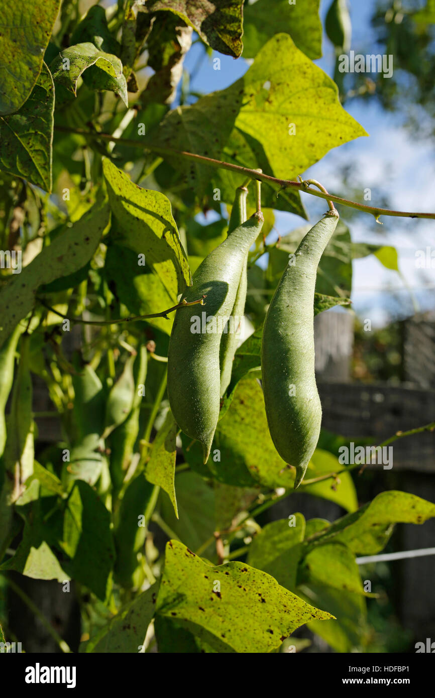 Sugar Snap Pea plant in the garden Stock Photo - Alamy