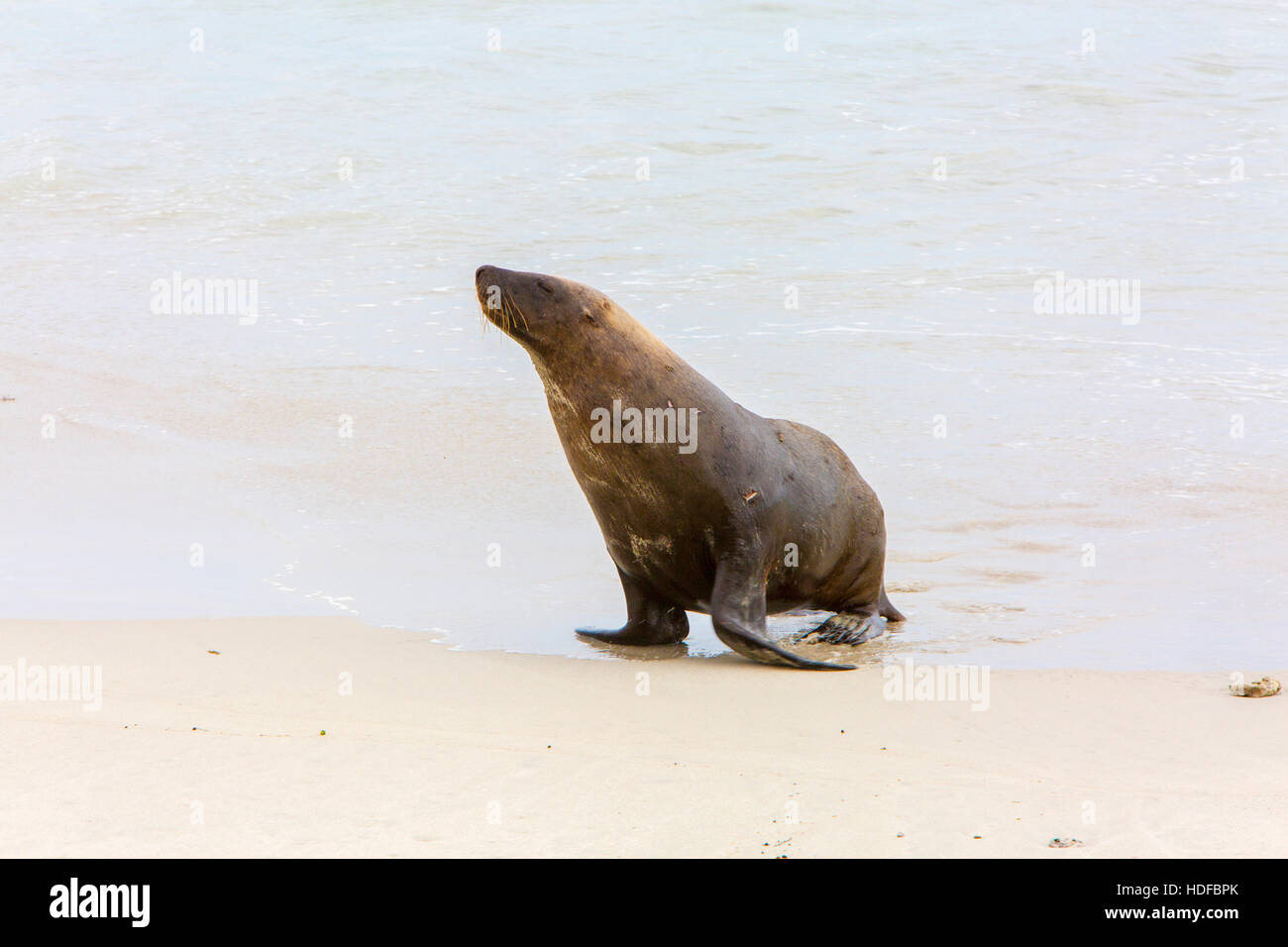 Sea Lions at Seal Bay sanctuary on the south coast of Kangaroo Island ...