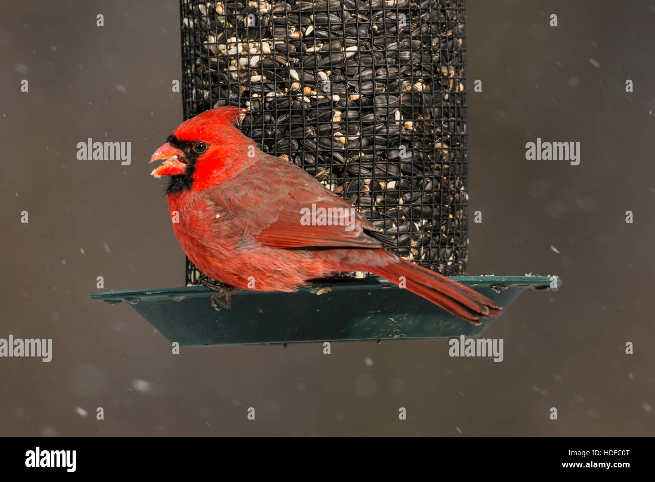 Male northern cardinal hi-res stock photography and images - Alamy