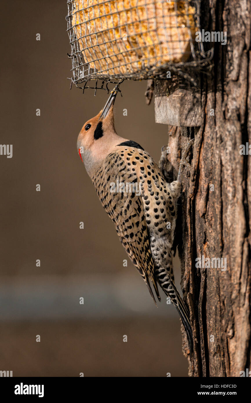 Male Northern Flicker using a suet feeder mounted to tree Stock Photo ...