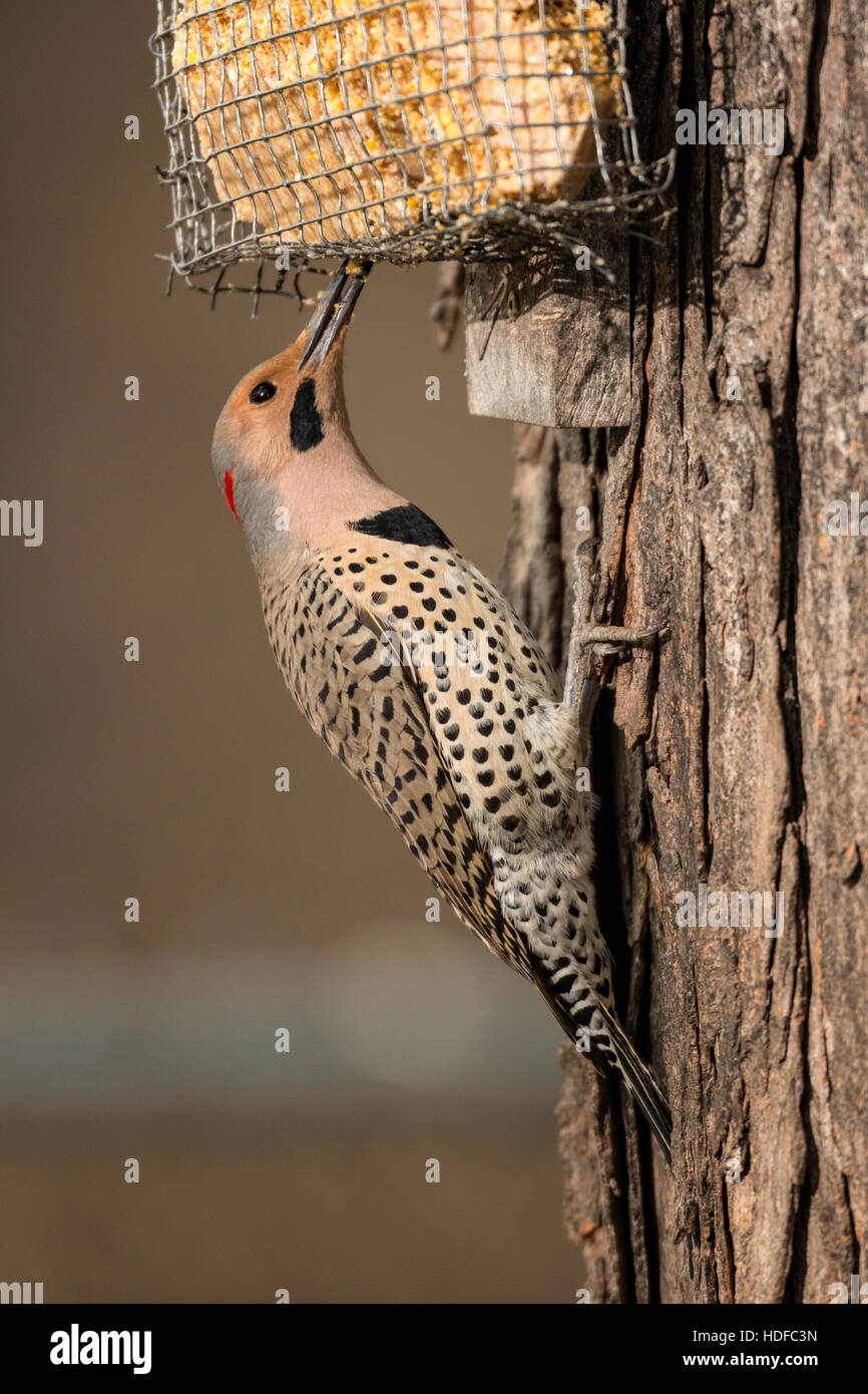 Male Northern Flicker using a suet feeder mounted to tree Stock Photo ...