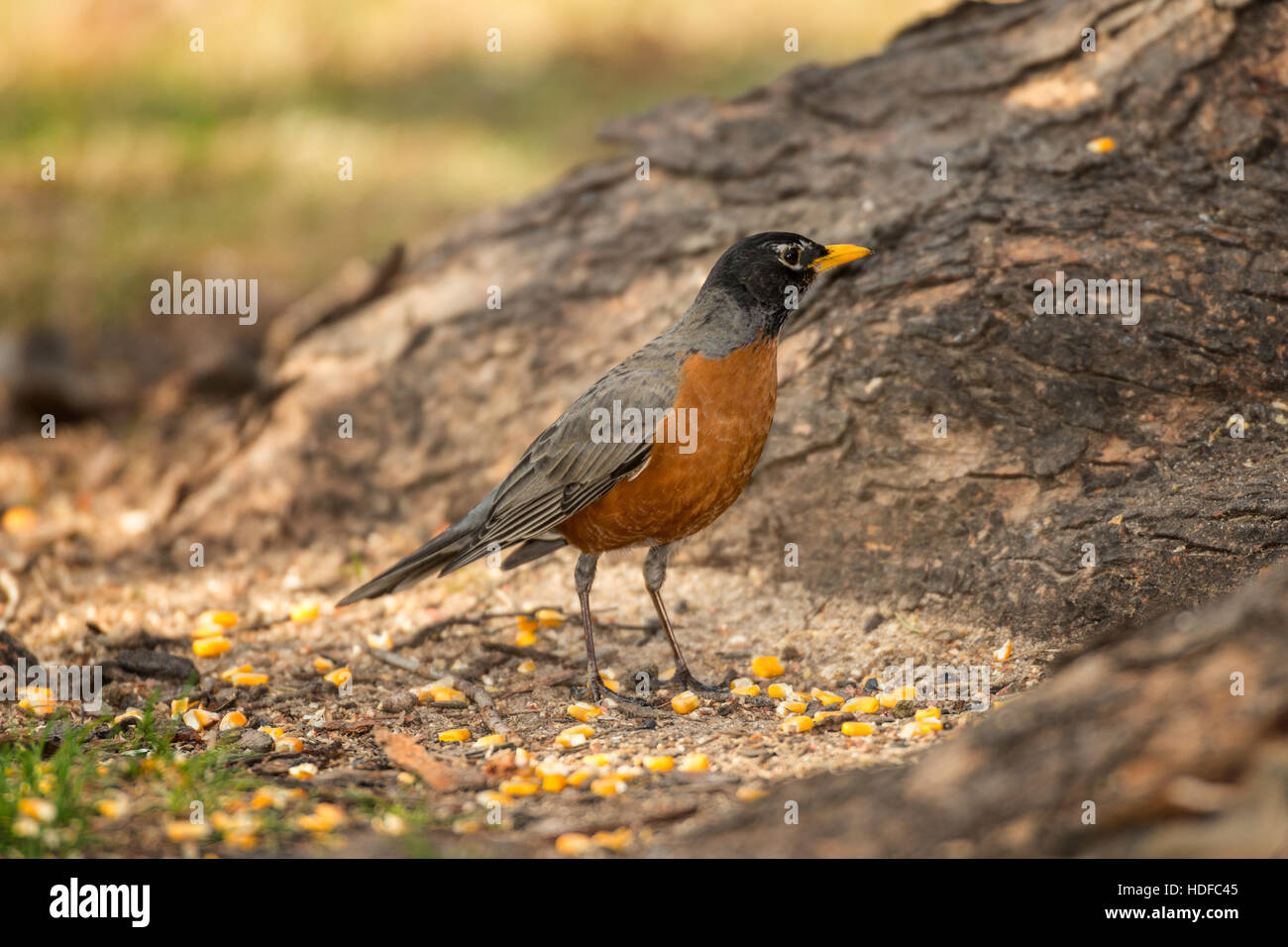 American Robin foraging around tree Stock Photo - Alamy