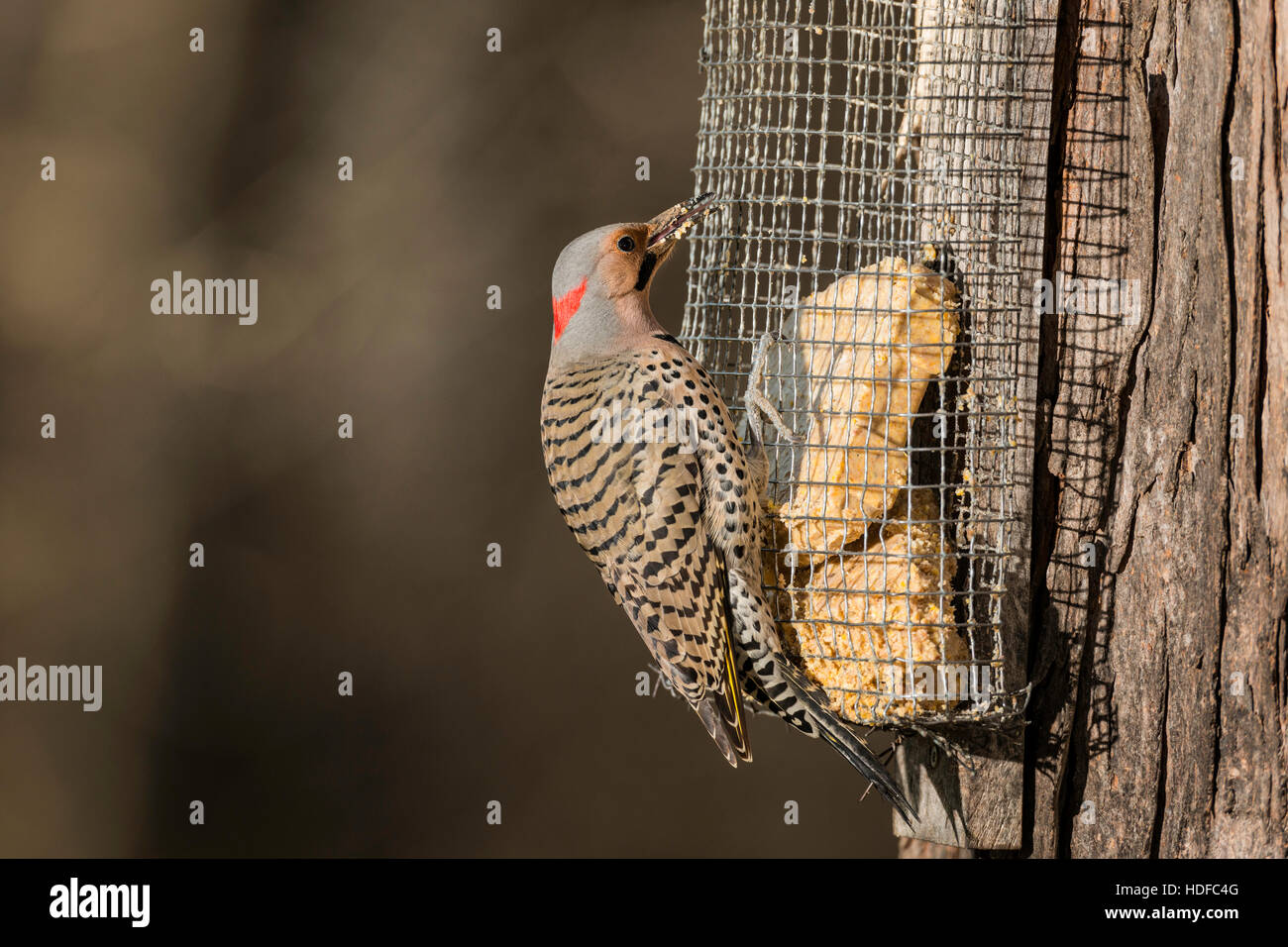Male Northern Flicker using a suet feeder mounted to tree Stock Photo ...