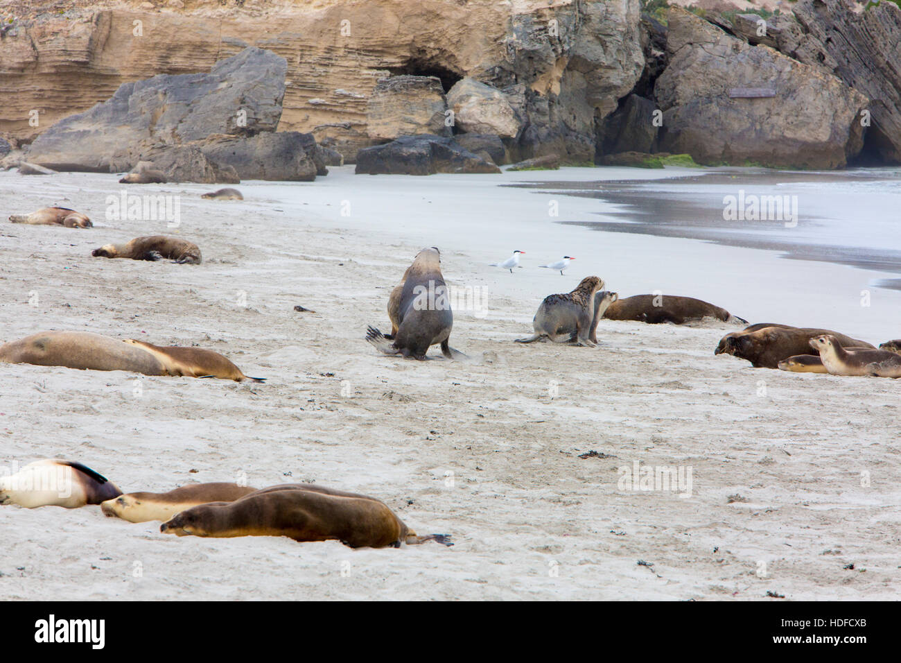 Sea Lions at Seal Bay sanctuary on the south coast of Kangaroo Island ...