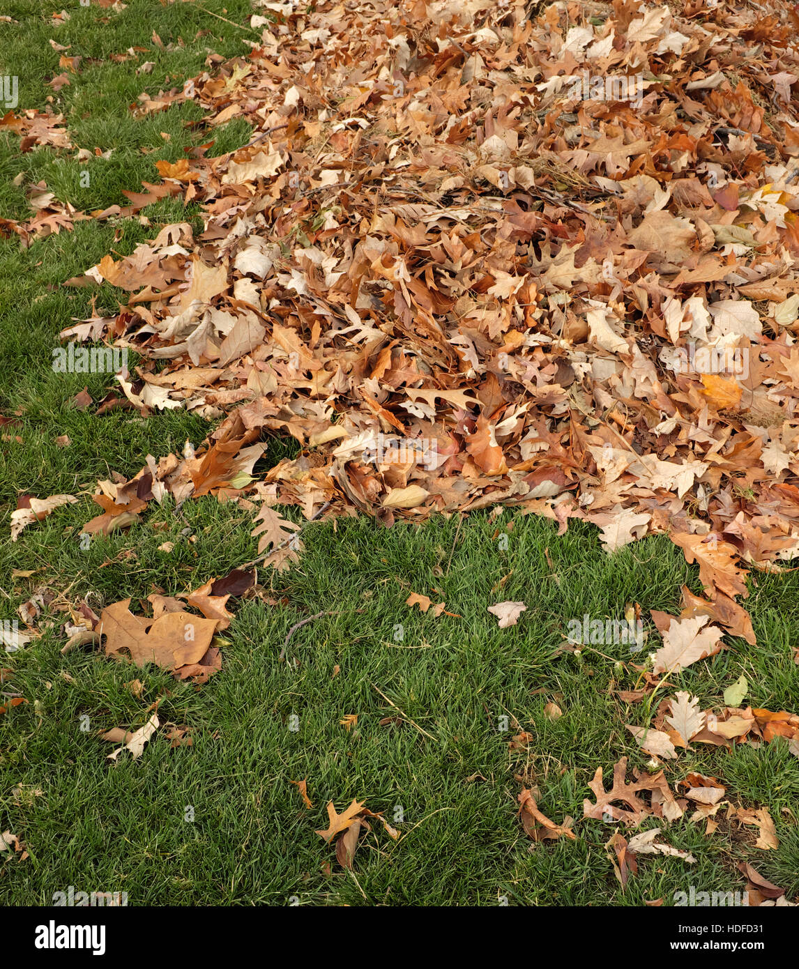 Pile of raked leaves on green grass Stock Photo - Alamy
