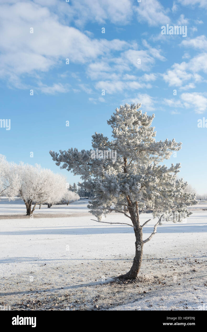 Tree in frosty cold hi-res stock photography and images - Alamy