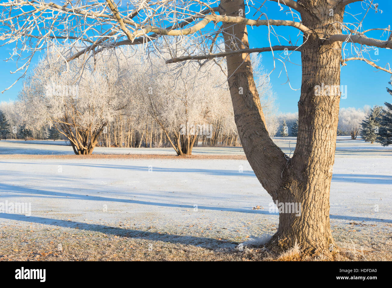 Horizontal landscape freezing cold tree hi-res stock photography and ...