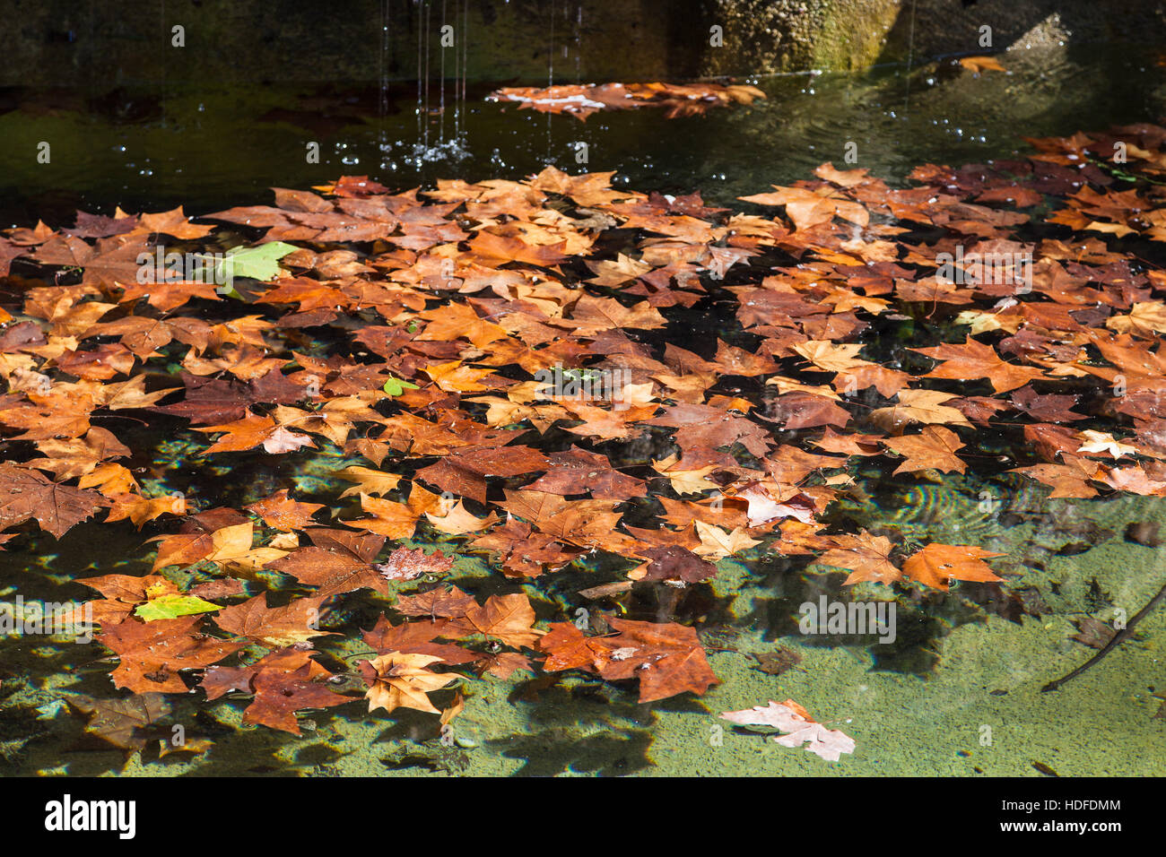 Italian maple leaves hi-res stock photography and images - Alamy