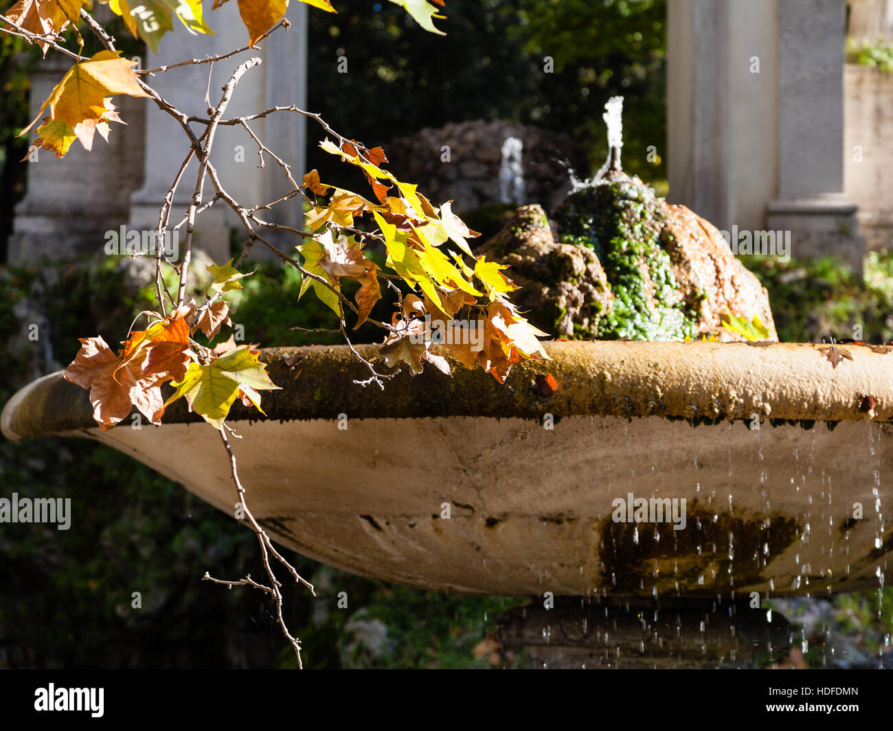 Italian maple tree hi-res stock photography and images - Alamy
