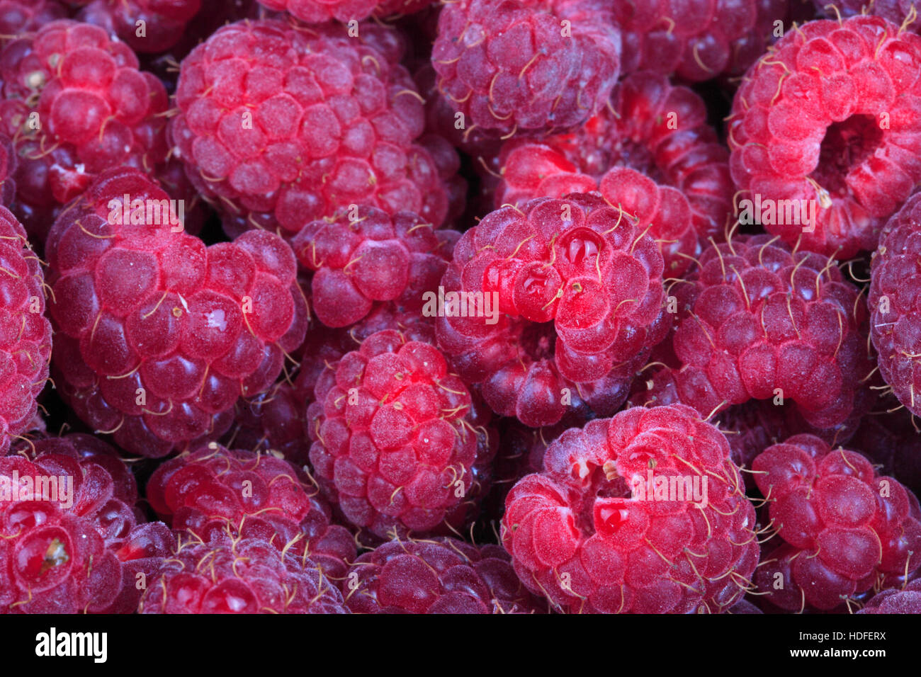 many raspberry at day Stock Photo - Alamy