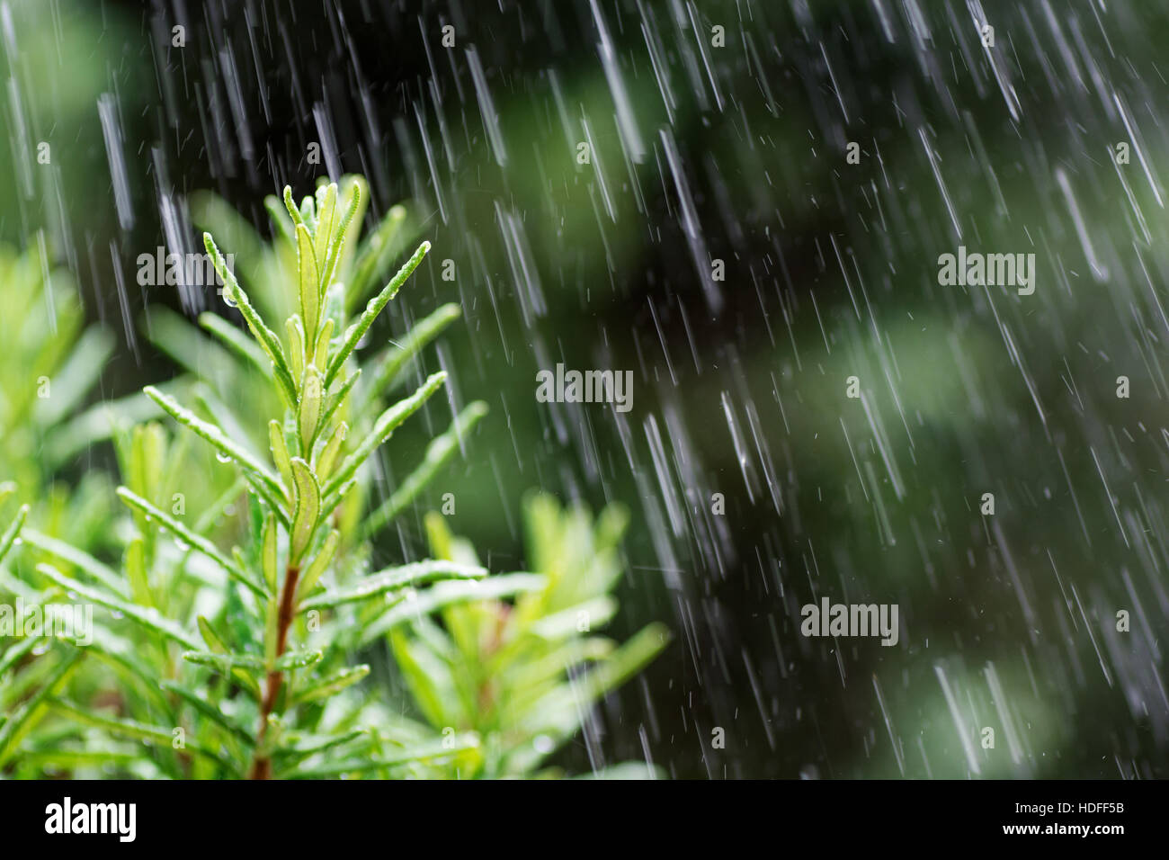 Rosemary herb garnish hi-res stock photography and images - Alamy