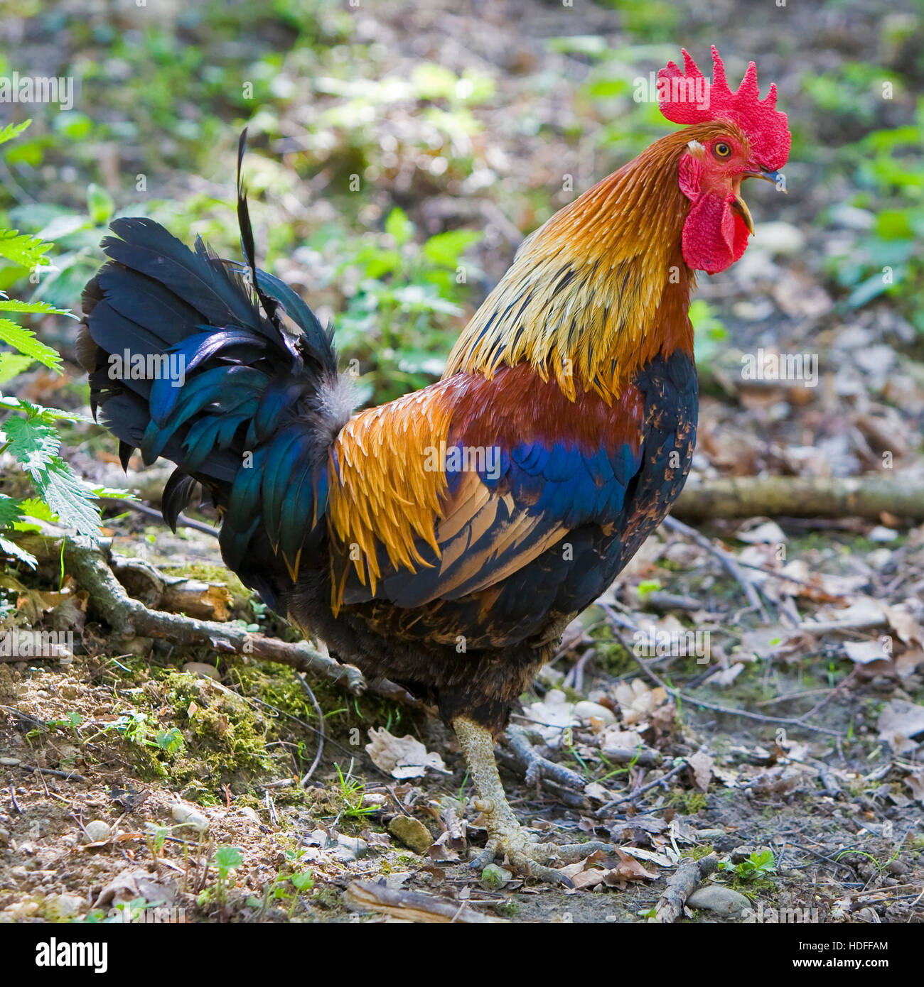 Crowing Cockerell (Gallus gallus domesticus Stock Photo - Alamy