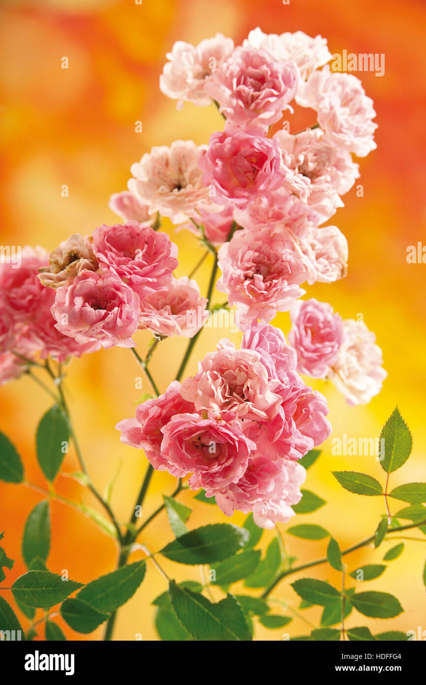Small pink rose flowers Stock Photo - Alamy