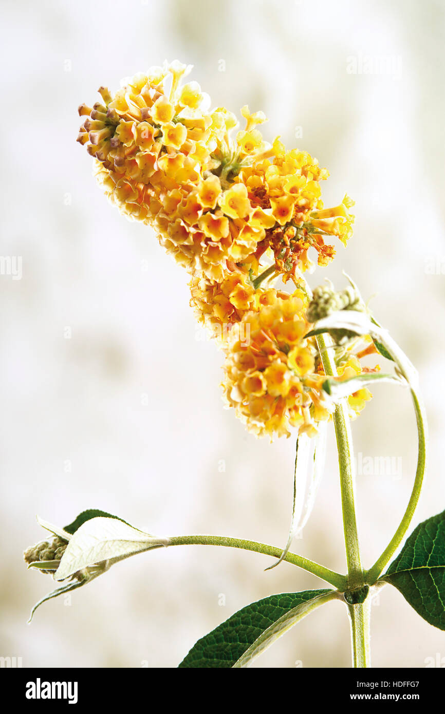 Yellow Butterfly Bush (Buddleja Stock Photo - Alamy