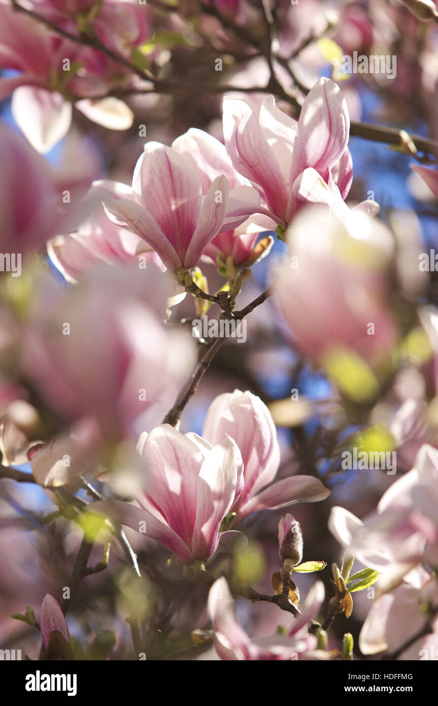 Magnolias trees blossoming hi-res stock photography and images - Alamy