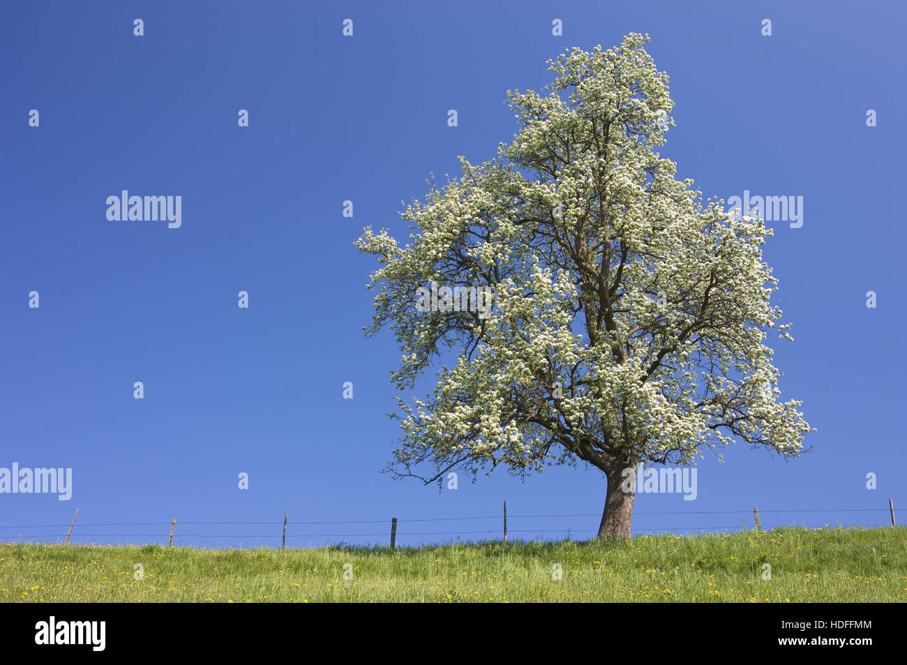 Blossoming Pear Tree (Pyrus Stock Photo - Alamy