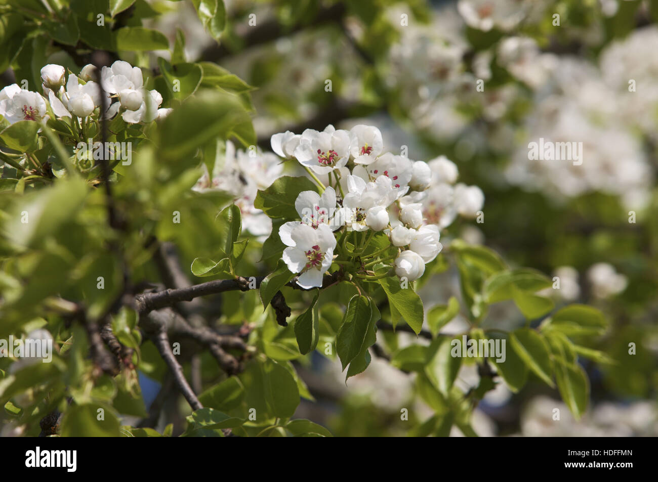 Blossoming pear tree (Pyrus Stock Photo - Alamy