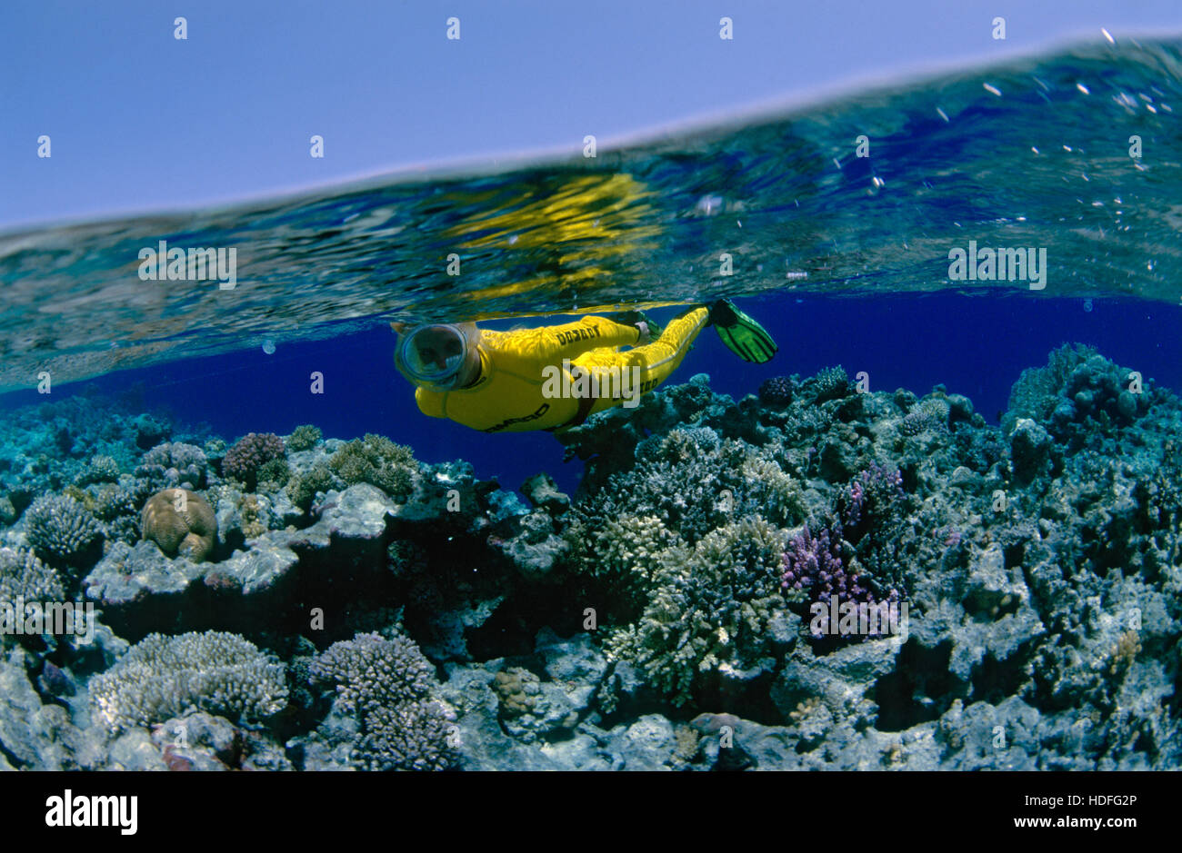Scuba diving in the Red Sea, Egypt, Africa Stock Photo - Alamy