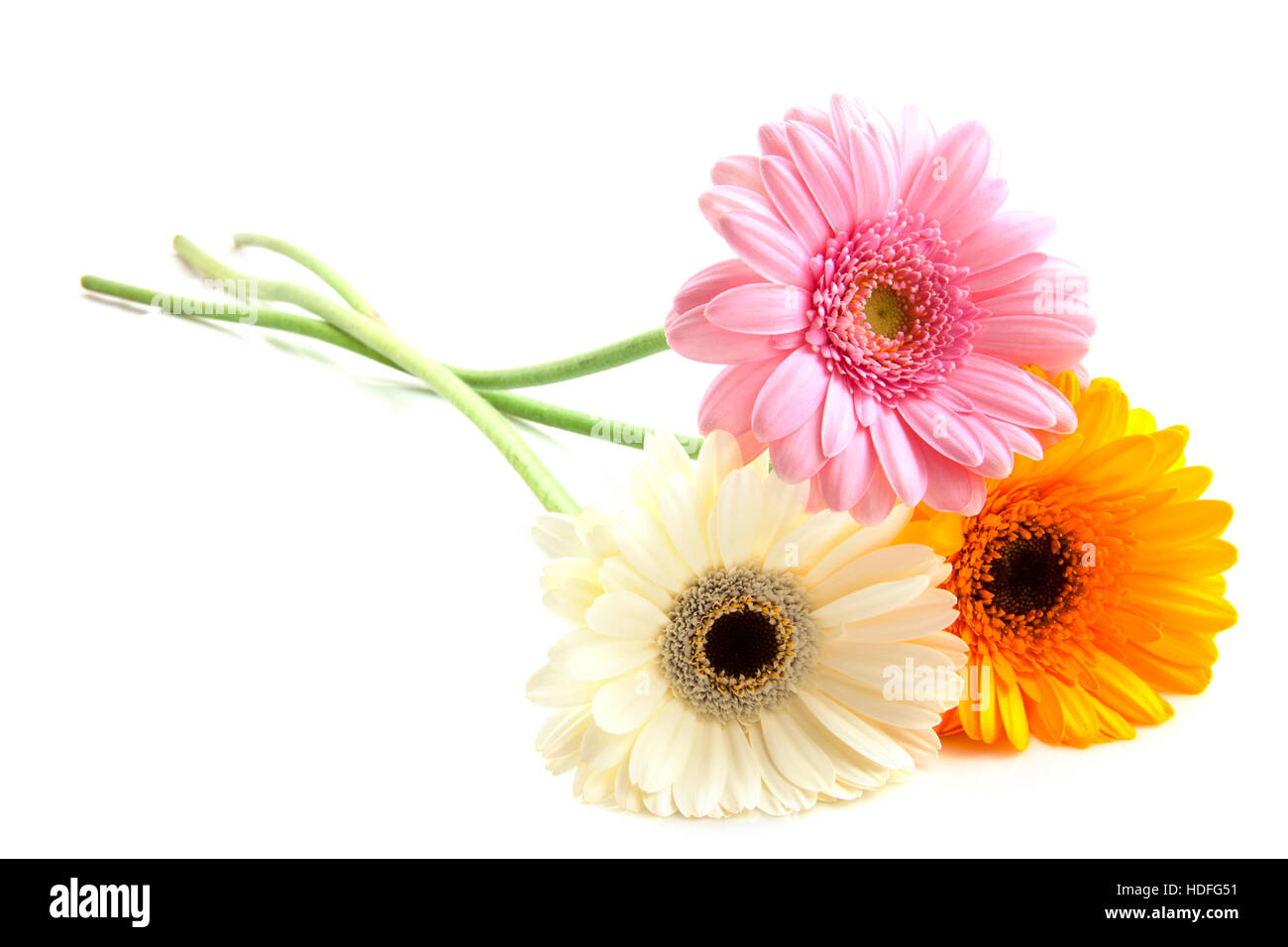Pink And White Gerbera Daisy